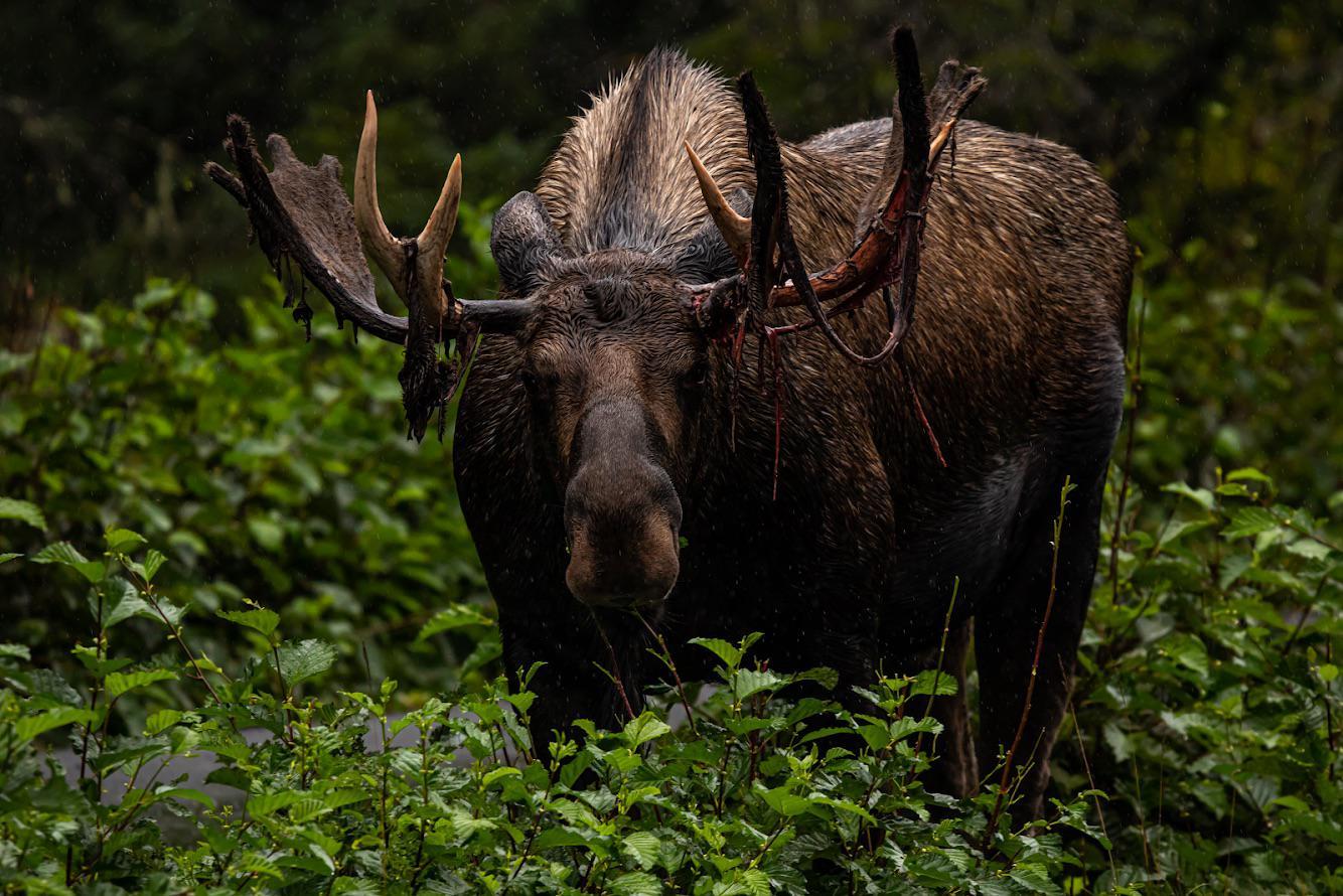 Moose shedding his velvet in Girdwood, Alaska | Scrolller