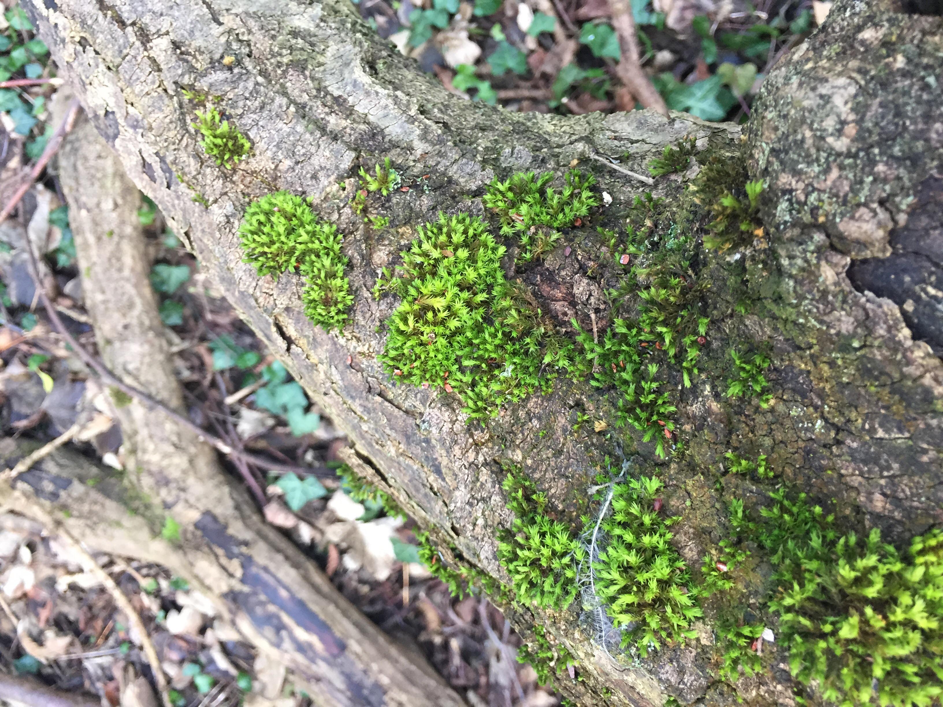 more bark moss | Scrolller