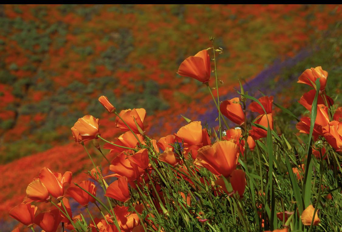 🔥 More California Poppies | Scrolller