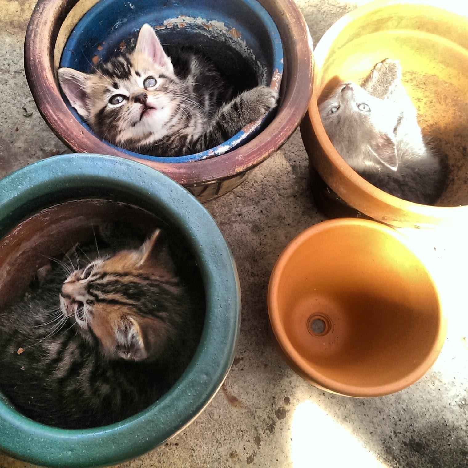 More kittens, Even more pots. | Scrolller