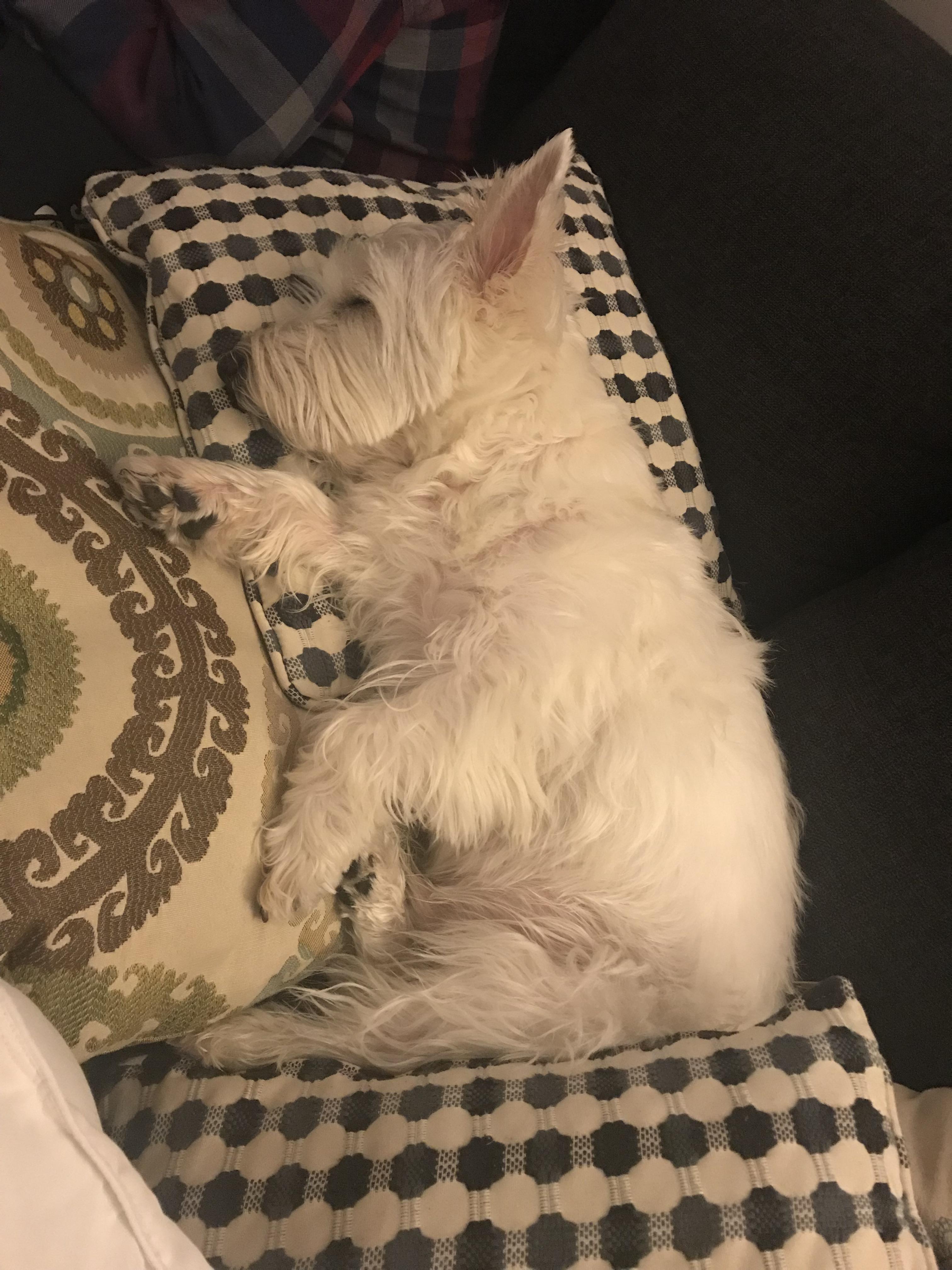 More pillows please! | Scrolller