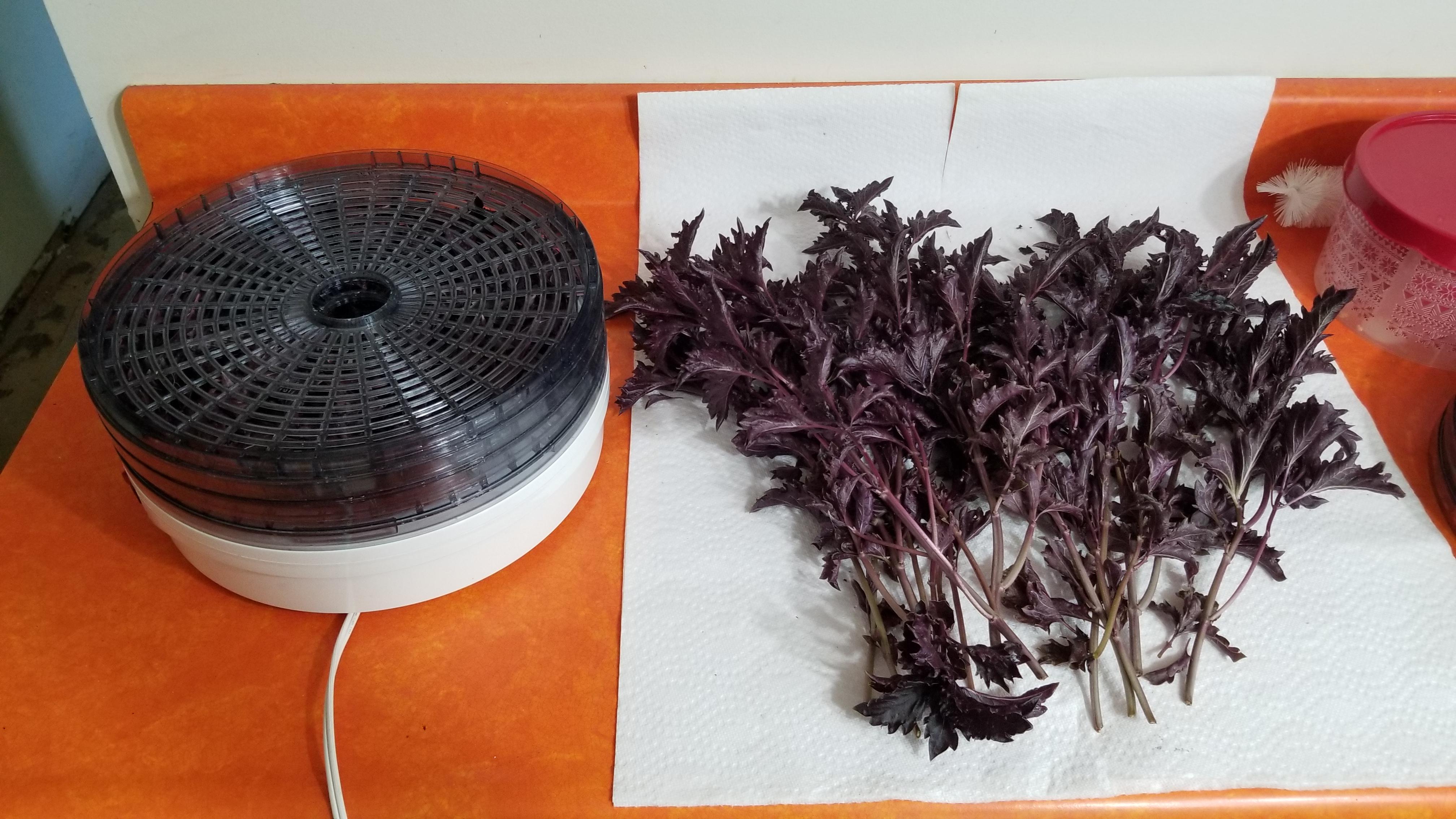 More purple ruffle basil. Switching to this old dehydrator due to mold issues when air drying at ...