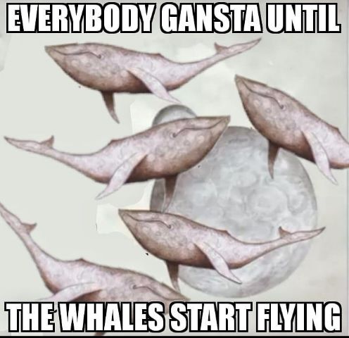 More whales | Scrolller