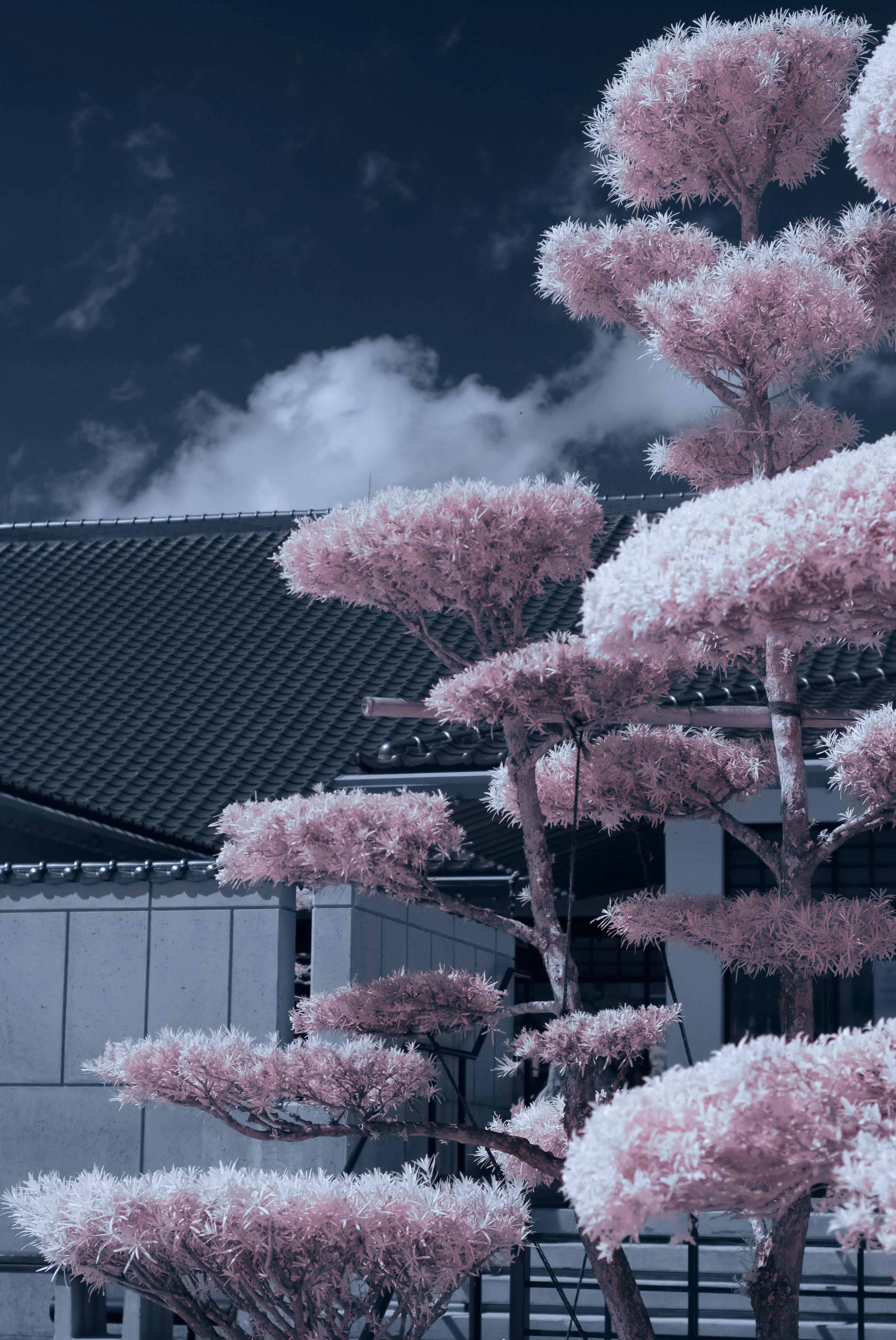 morikami on infrared | Scrolller
