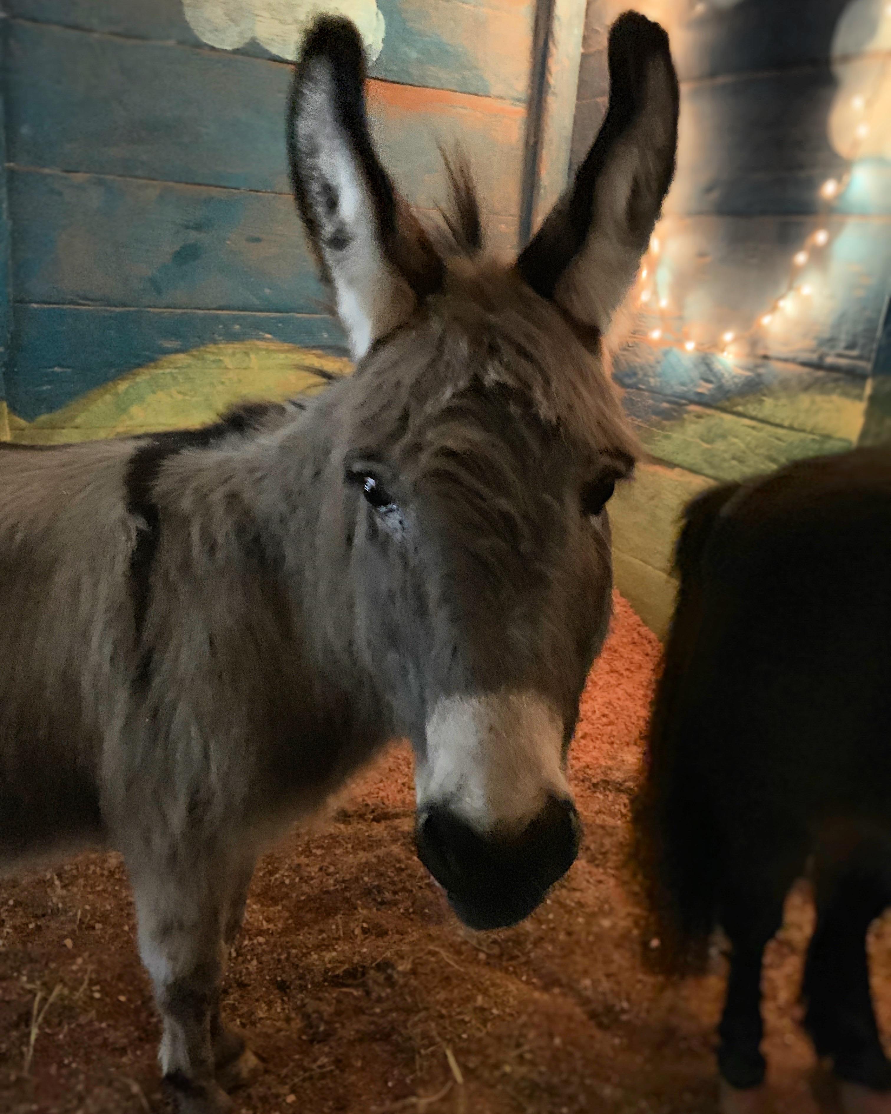 Morning at the ranch | Scrolller