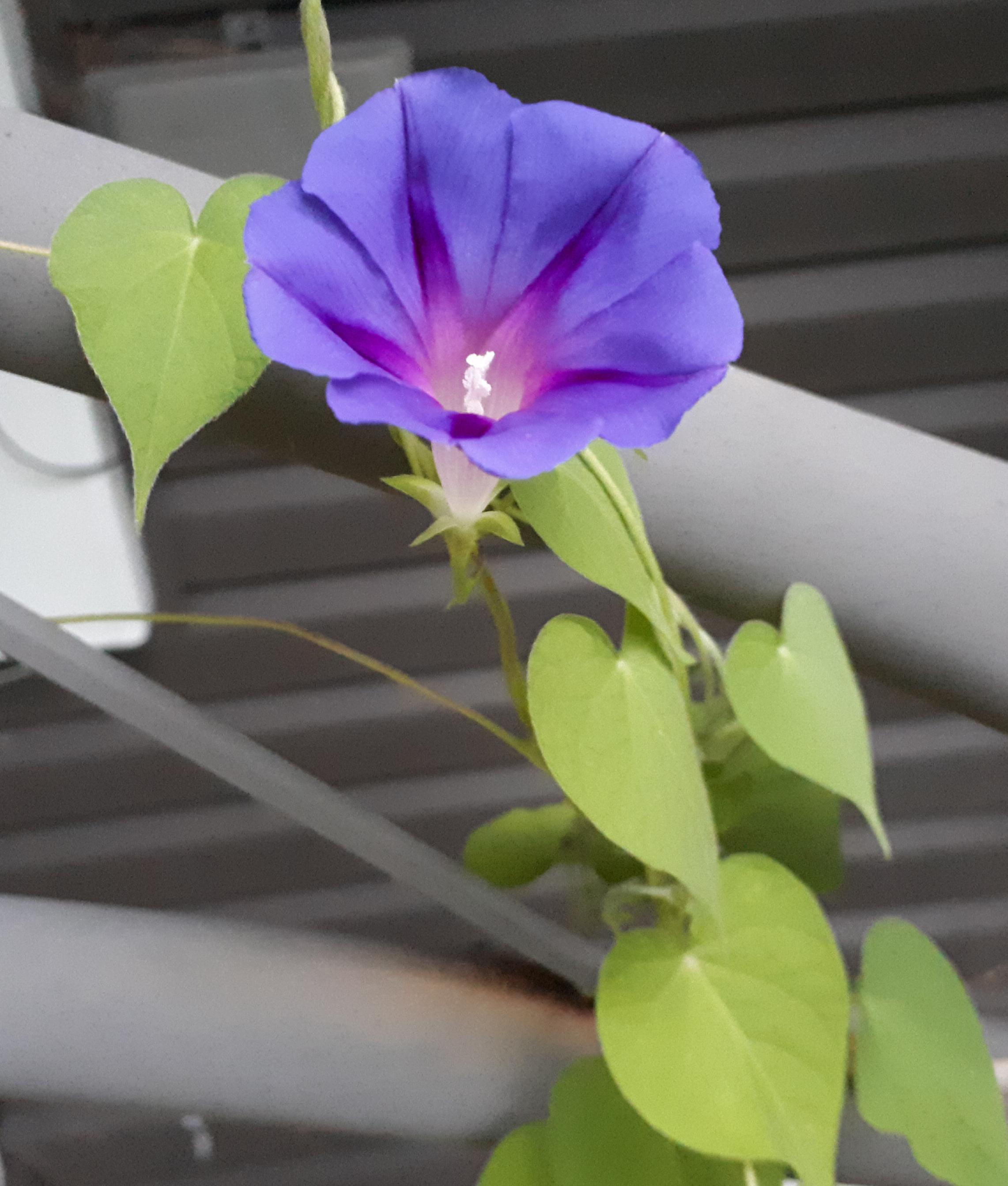 Morning glory first bloom ⚘⚘ | Scrolller