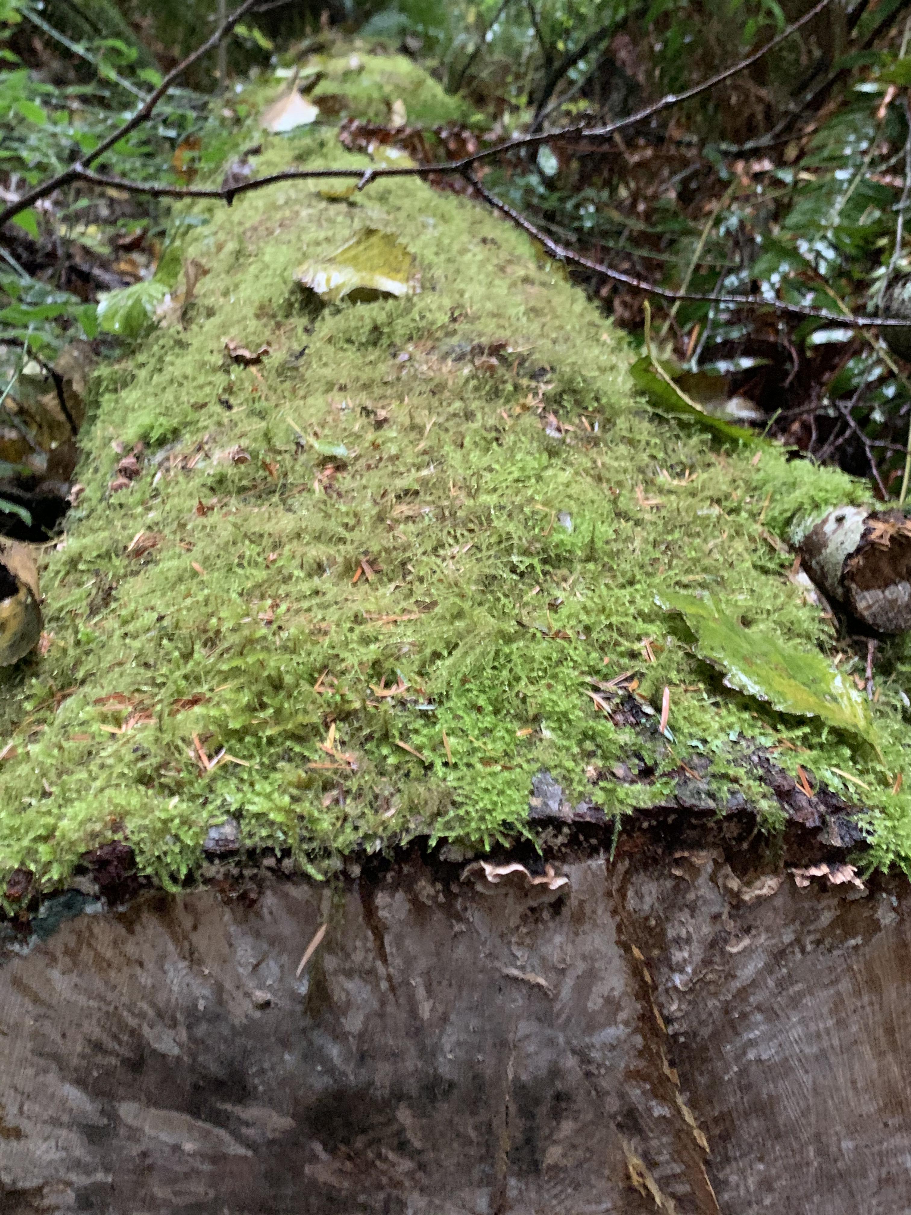 Moss 2, Log 0 | Scrolller