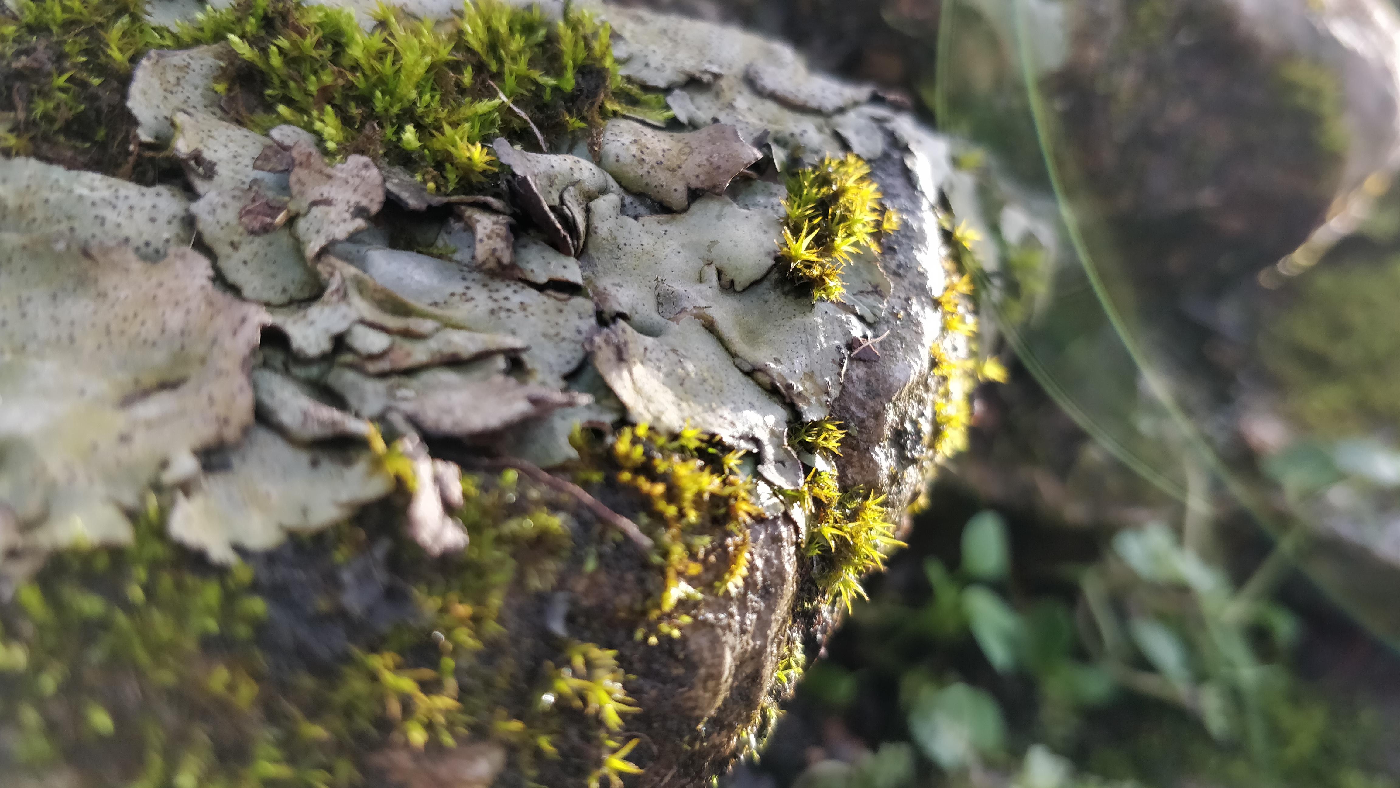 Moss and lichen | Scrolller