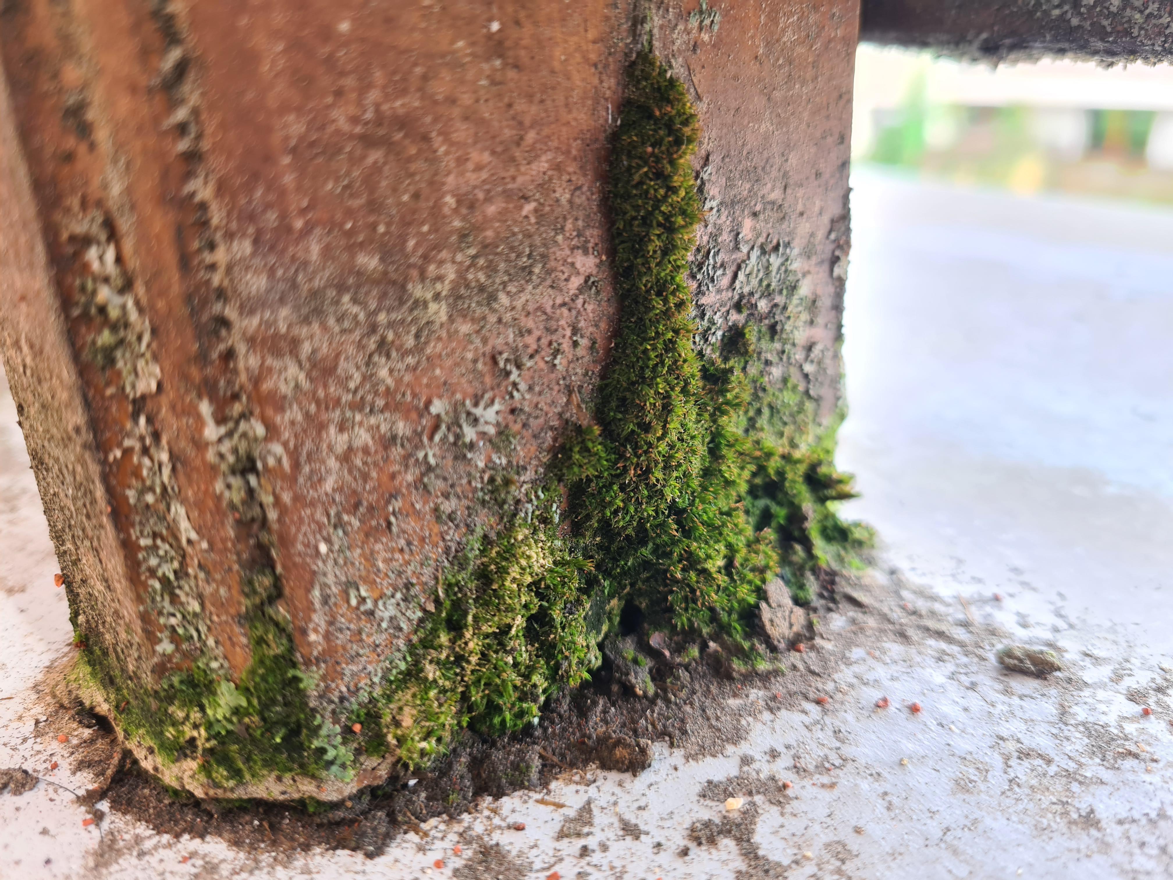 Moss at my balcony | Scrolller