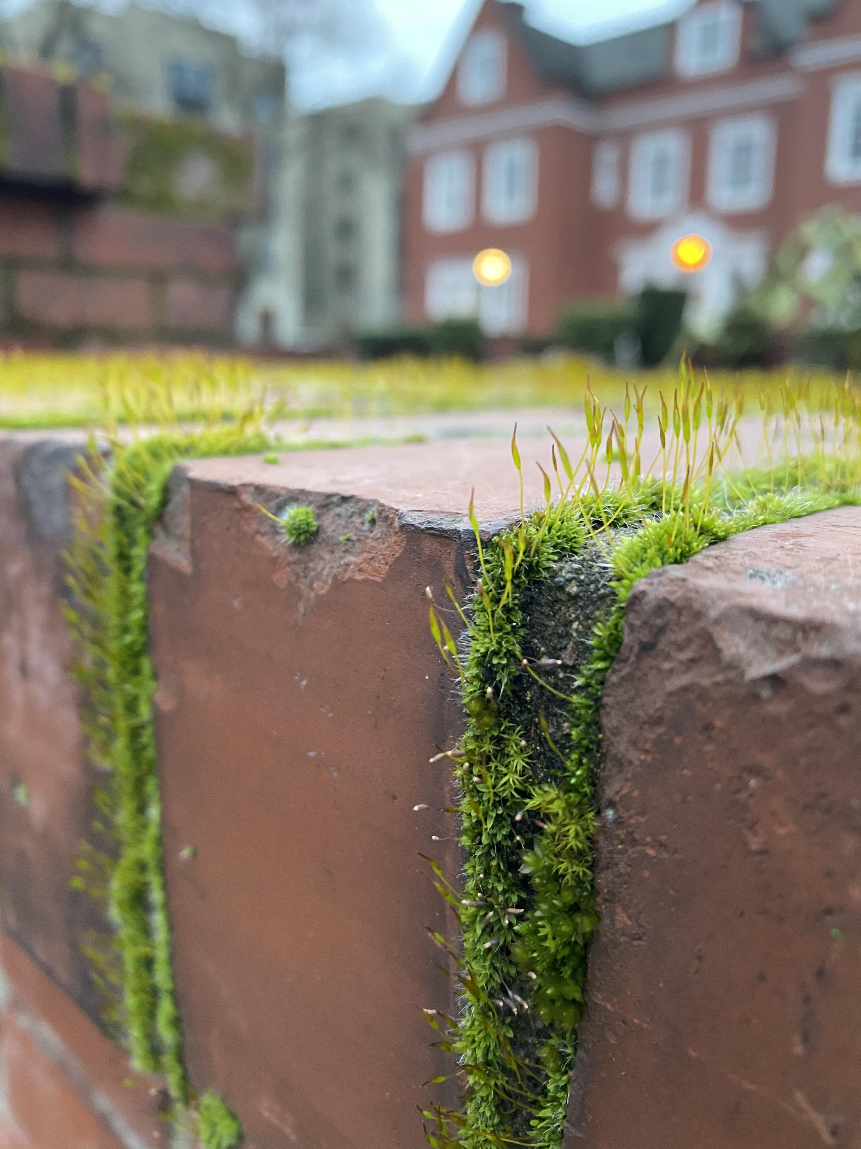 Moss getting ready for Spring on my neighborhood | Scrolller