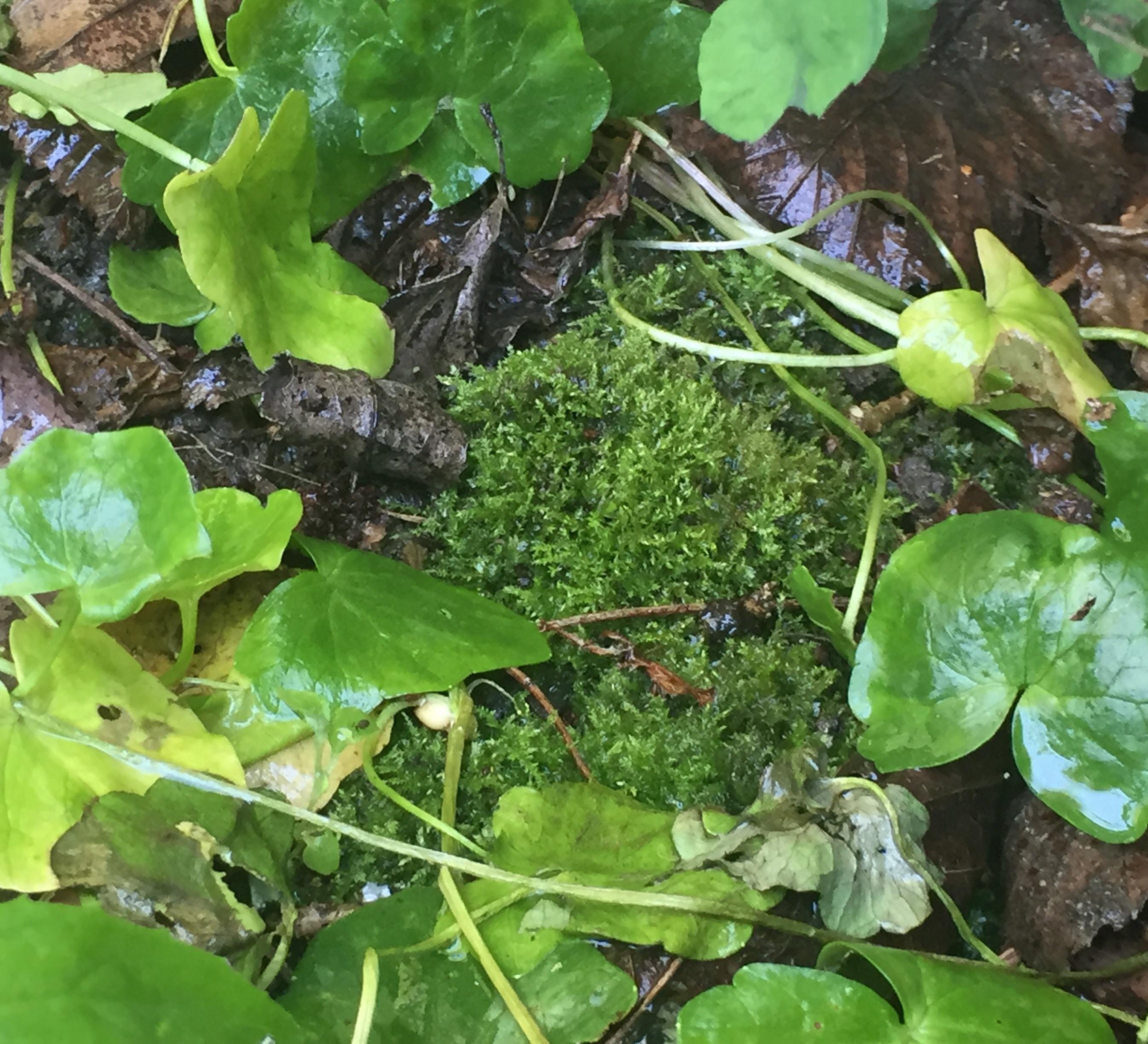 Moss hug | Scrolller