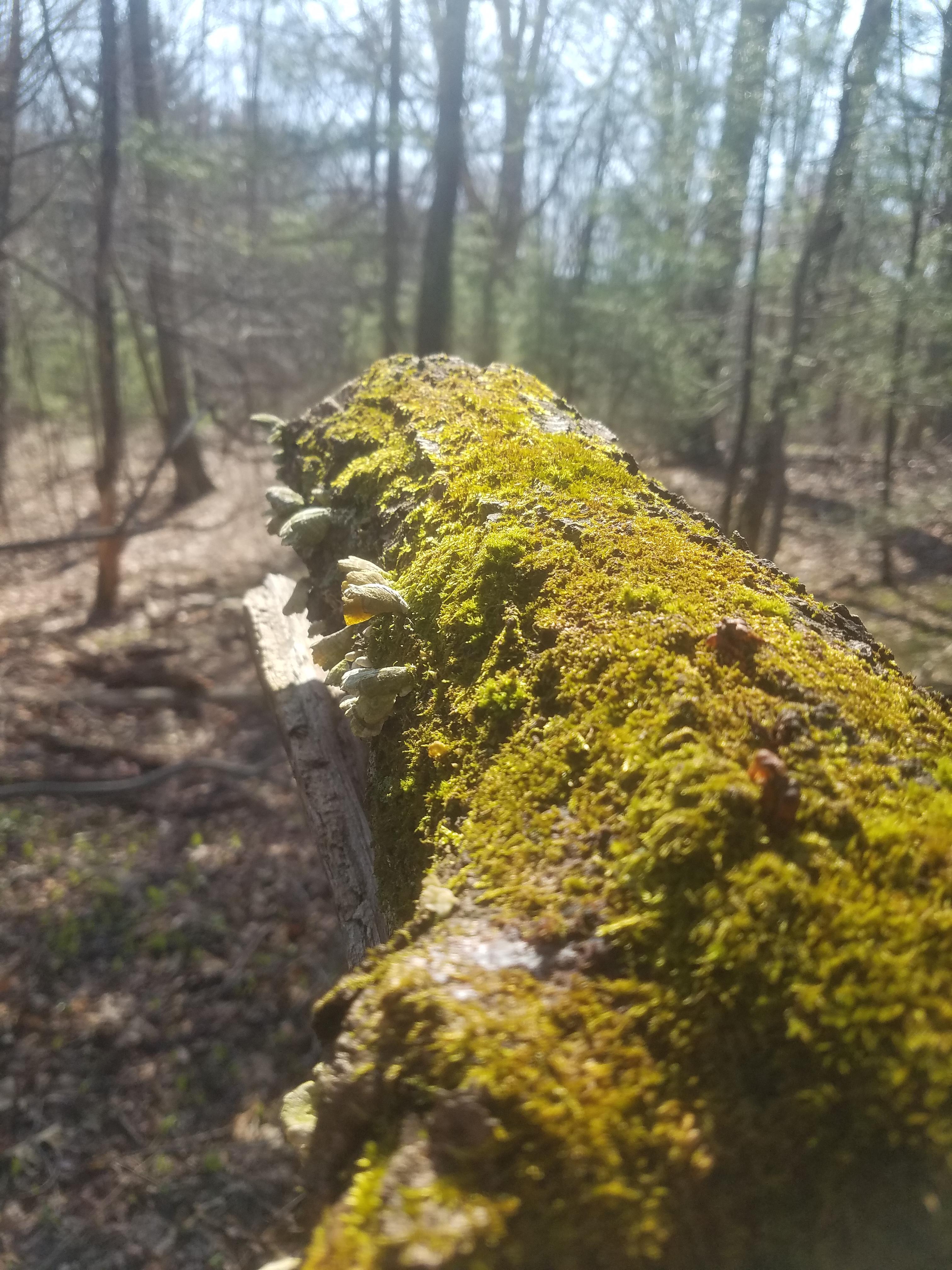 Moss on a log! | Scrolller