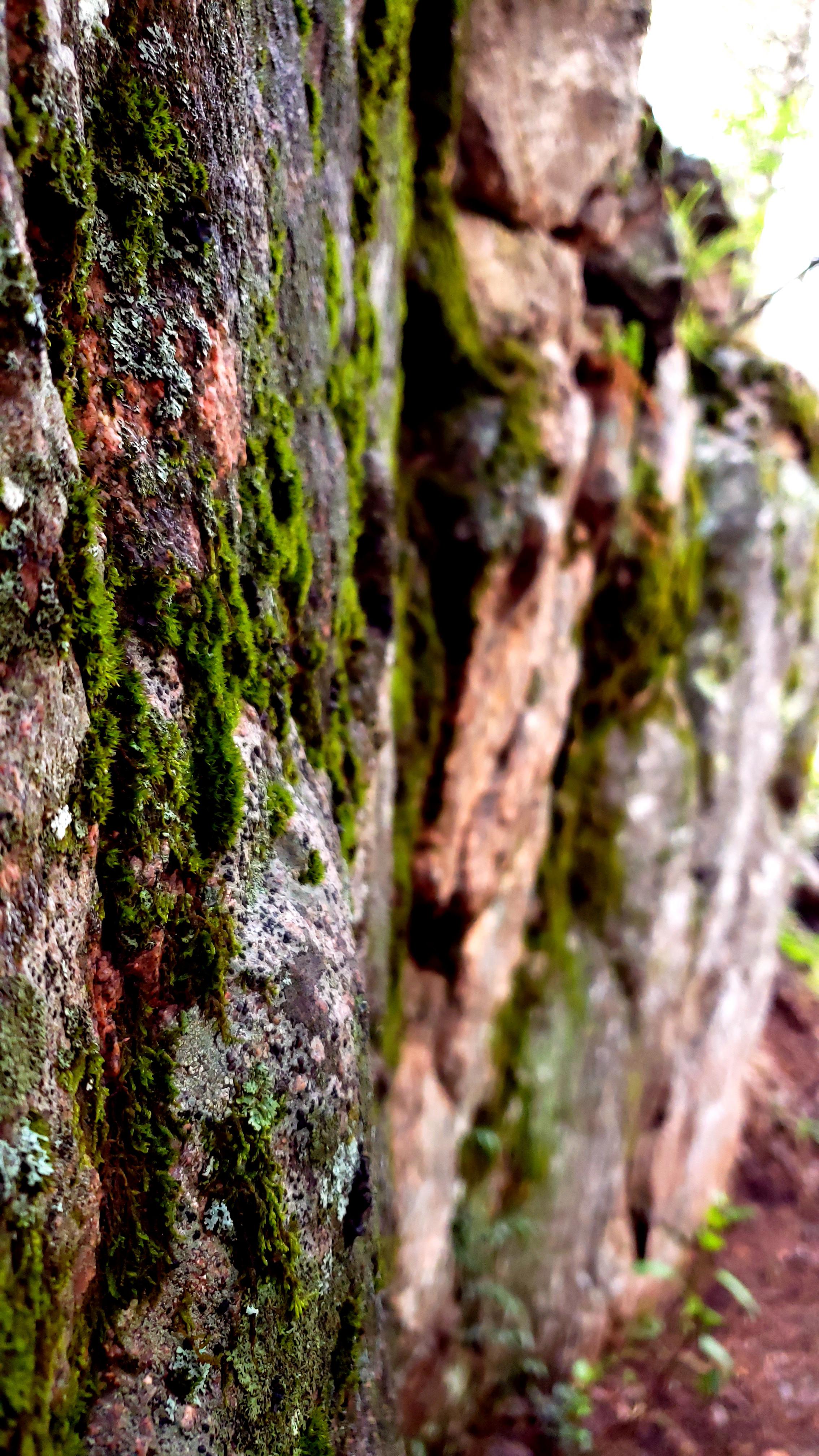 Moss on a Rock | Scrolller