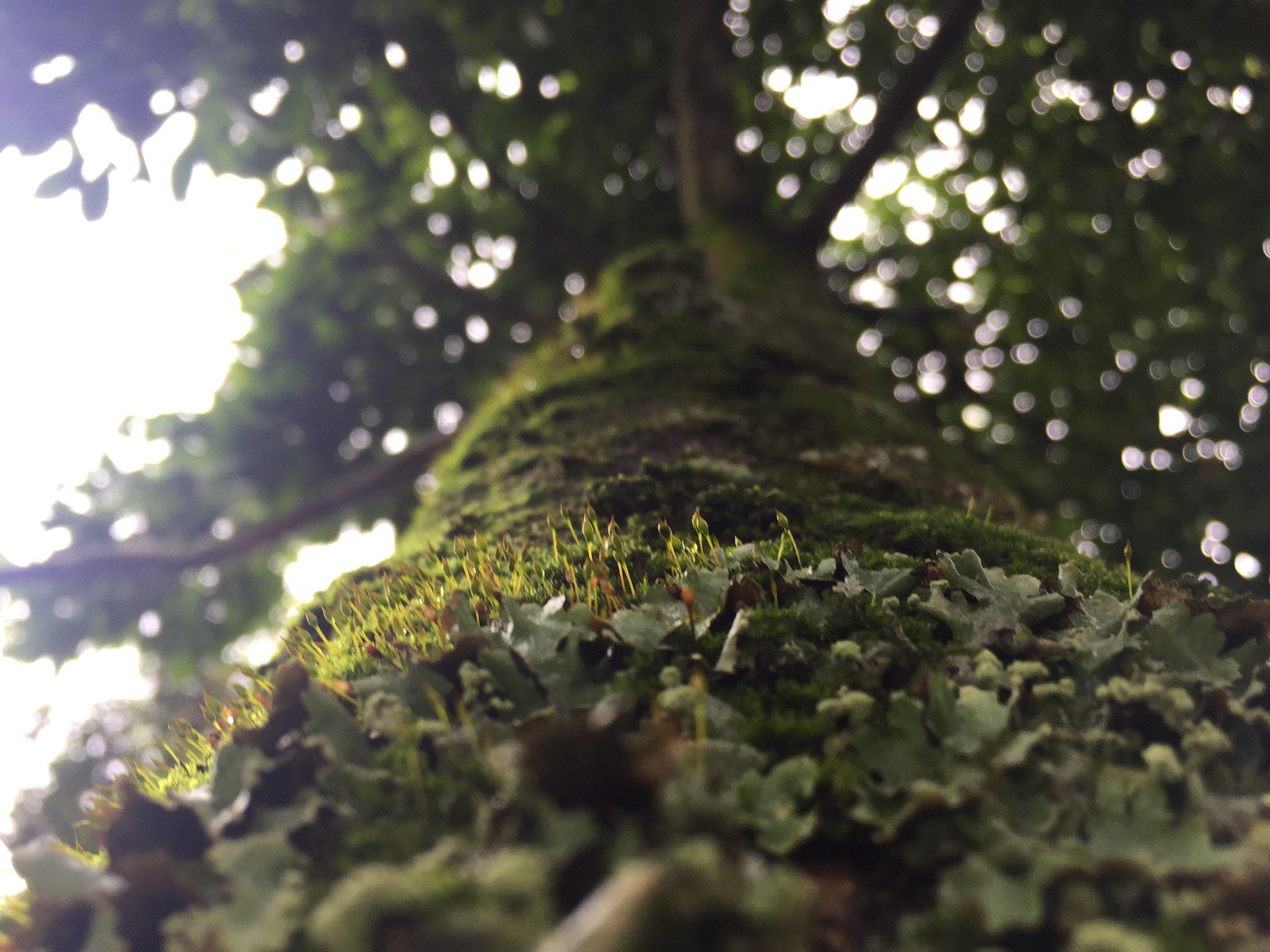 Moss Tree! | Scrolller