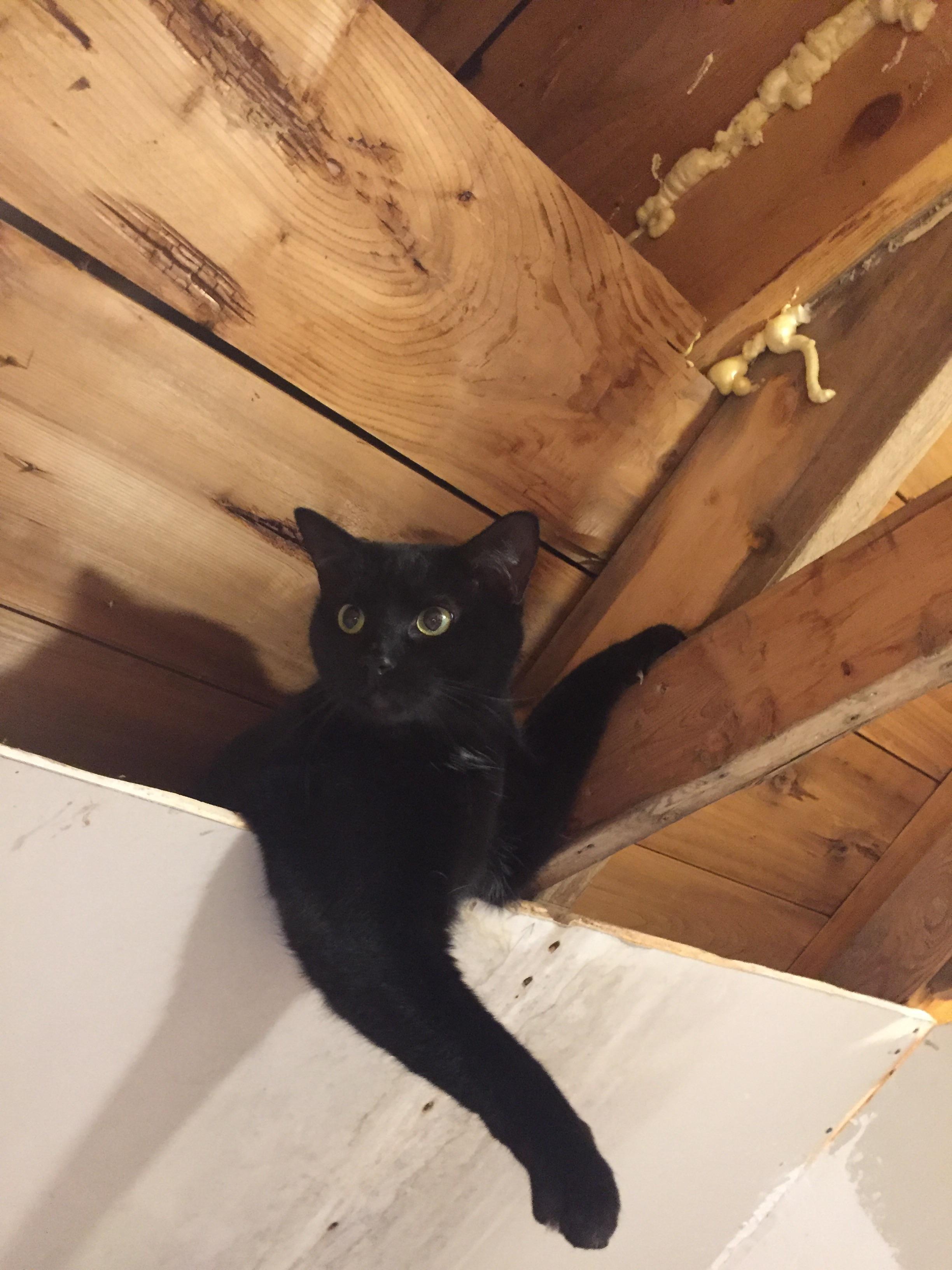 Most interesting cat in the attic. | Scrolller