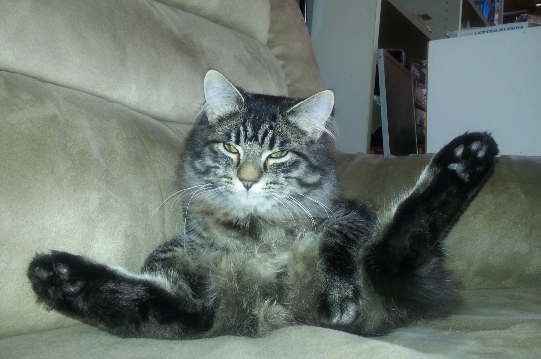 Mostly fluff at 6 months. Sheldon. | Scrolller