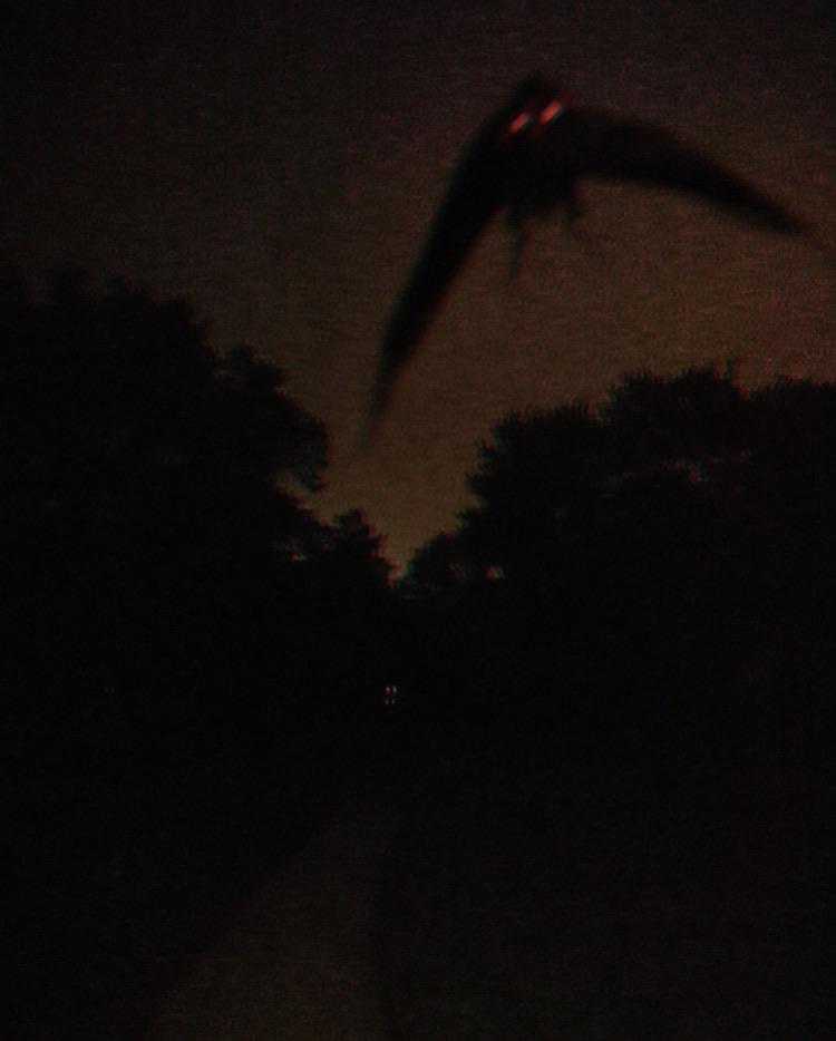 Moth man | Scrolller