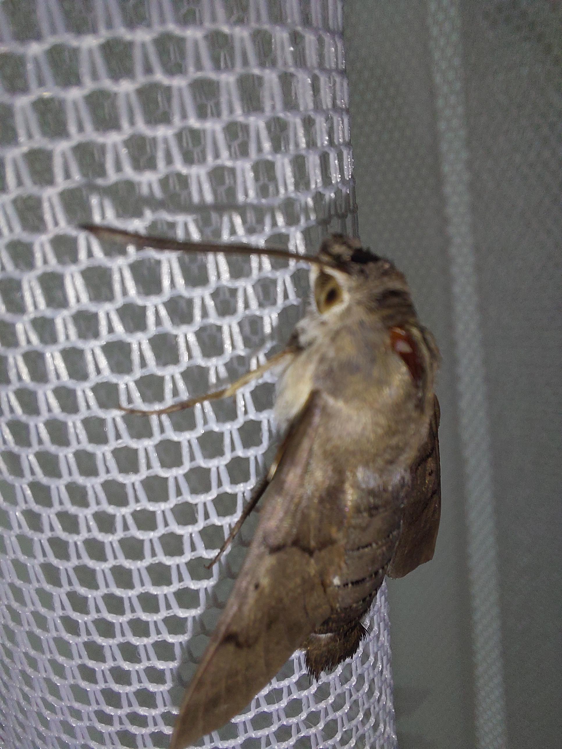 Moth rule | Scrolller