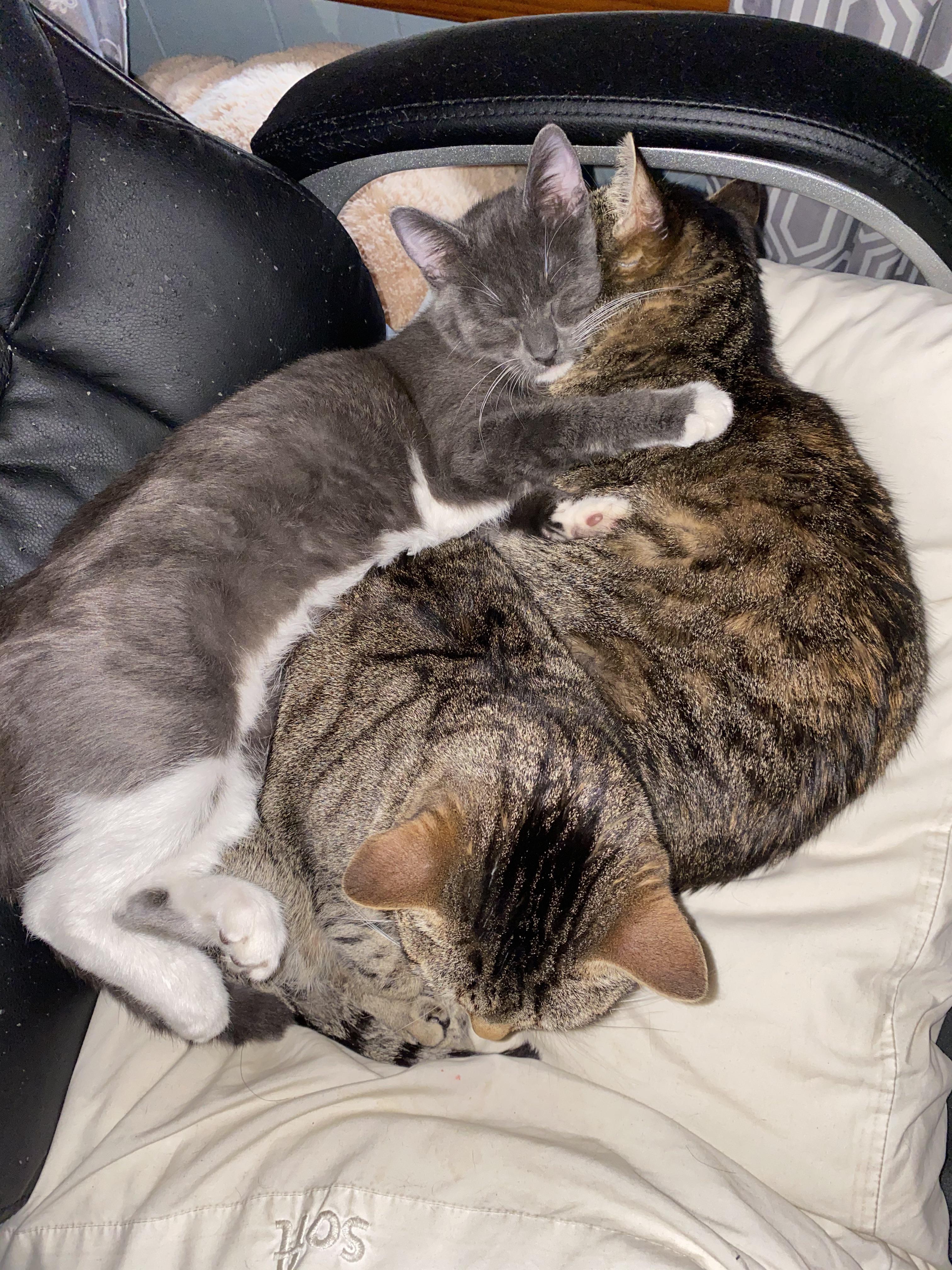 Mother and daughter accepting a new stray | Scrolller