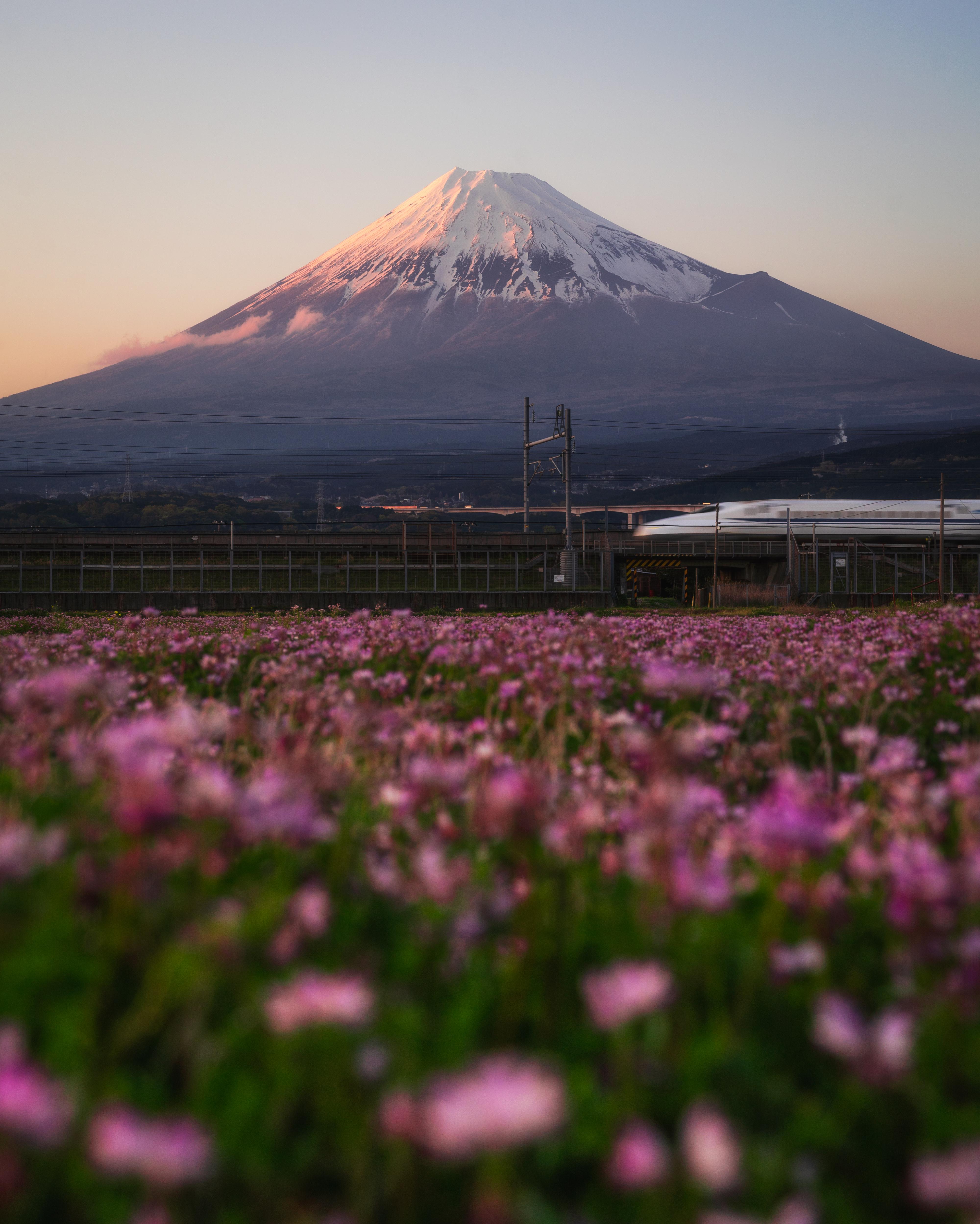 Mount Fuji, Shinkansen and Flower field [OC] | Scrolller