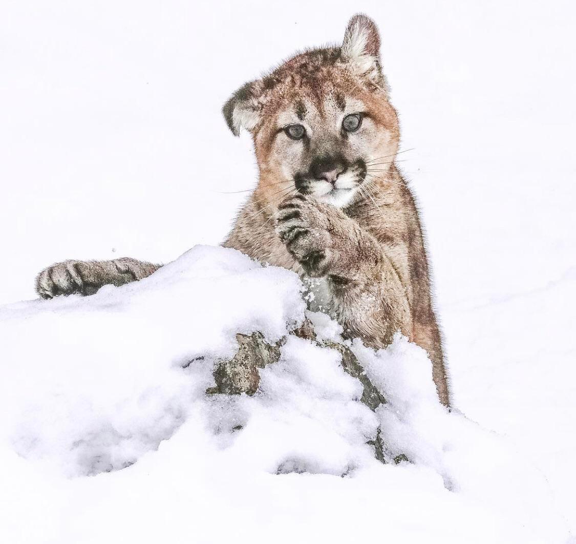 Mountain Lion Cub Playing In The Snow | Scrolller
