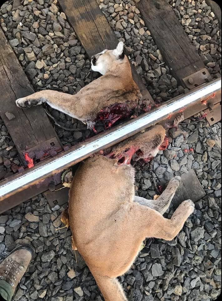 Roadkill | Pictures | Scrolller