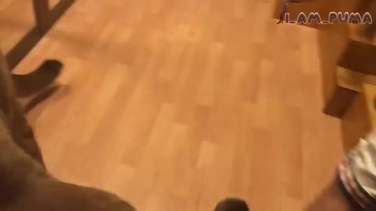 Mountain lions are just big cats | Scrolller