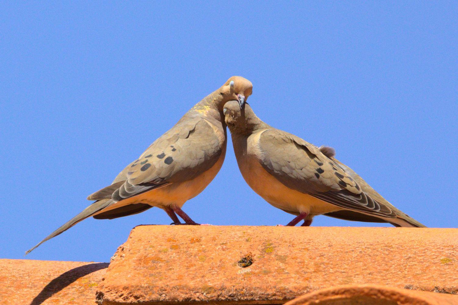 Mourning Doves enjoying each other's company | Scrolller