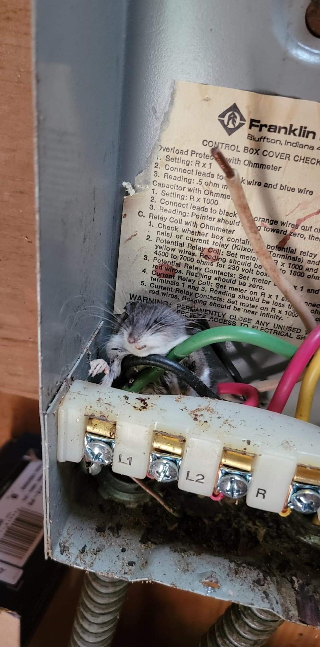 Mouse in an electrical box | Scrolller
