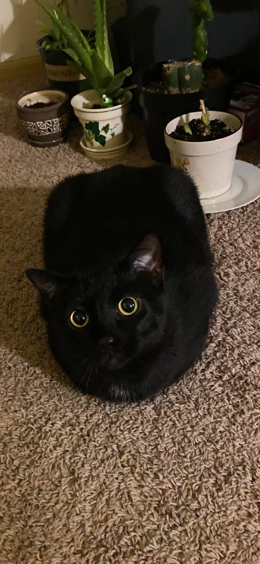 Mr.Bean aka Ted | Scrolller