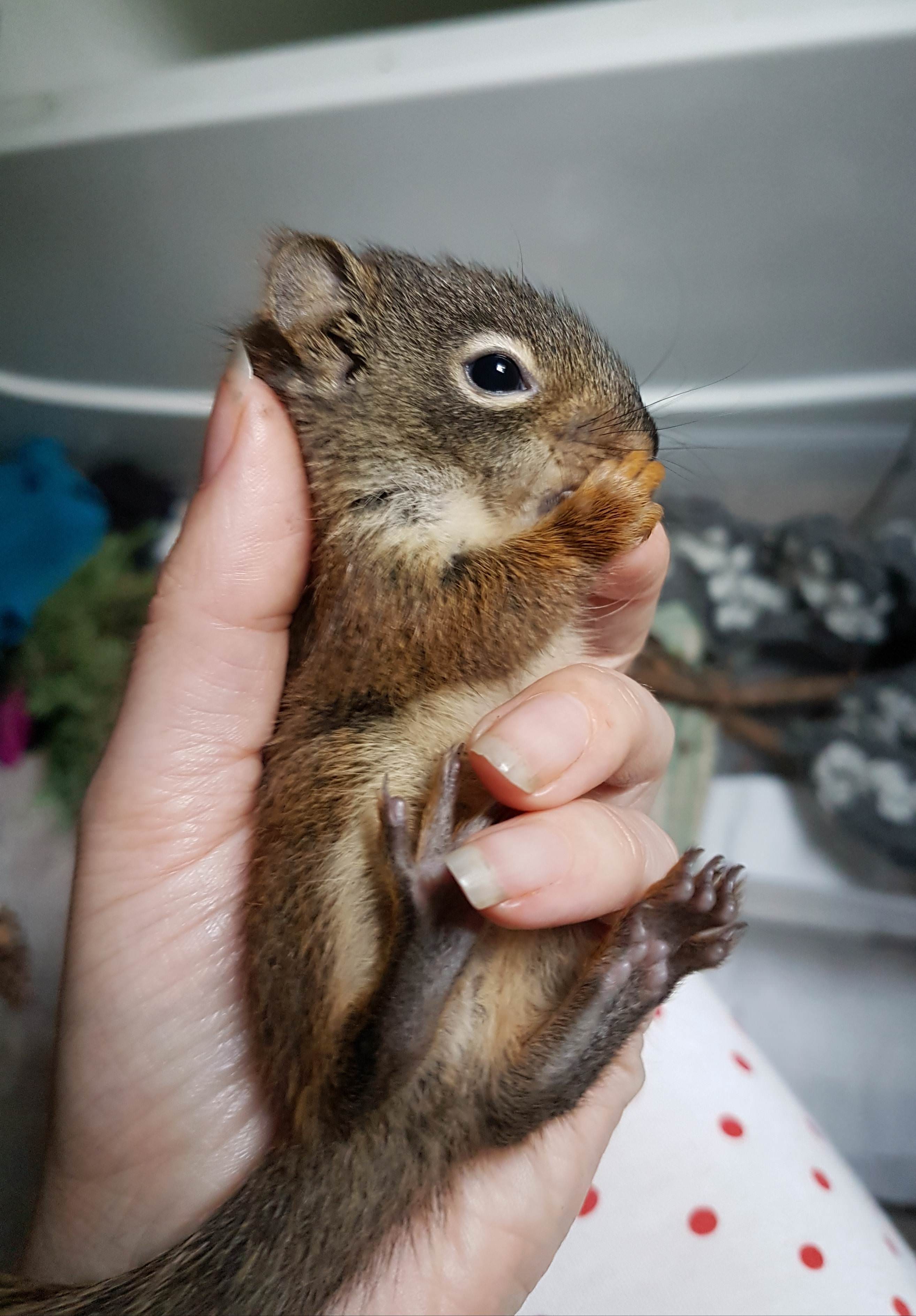 Mr. Hamilton the snuggle bug | Scrolller