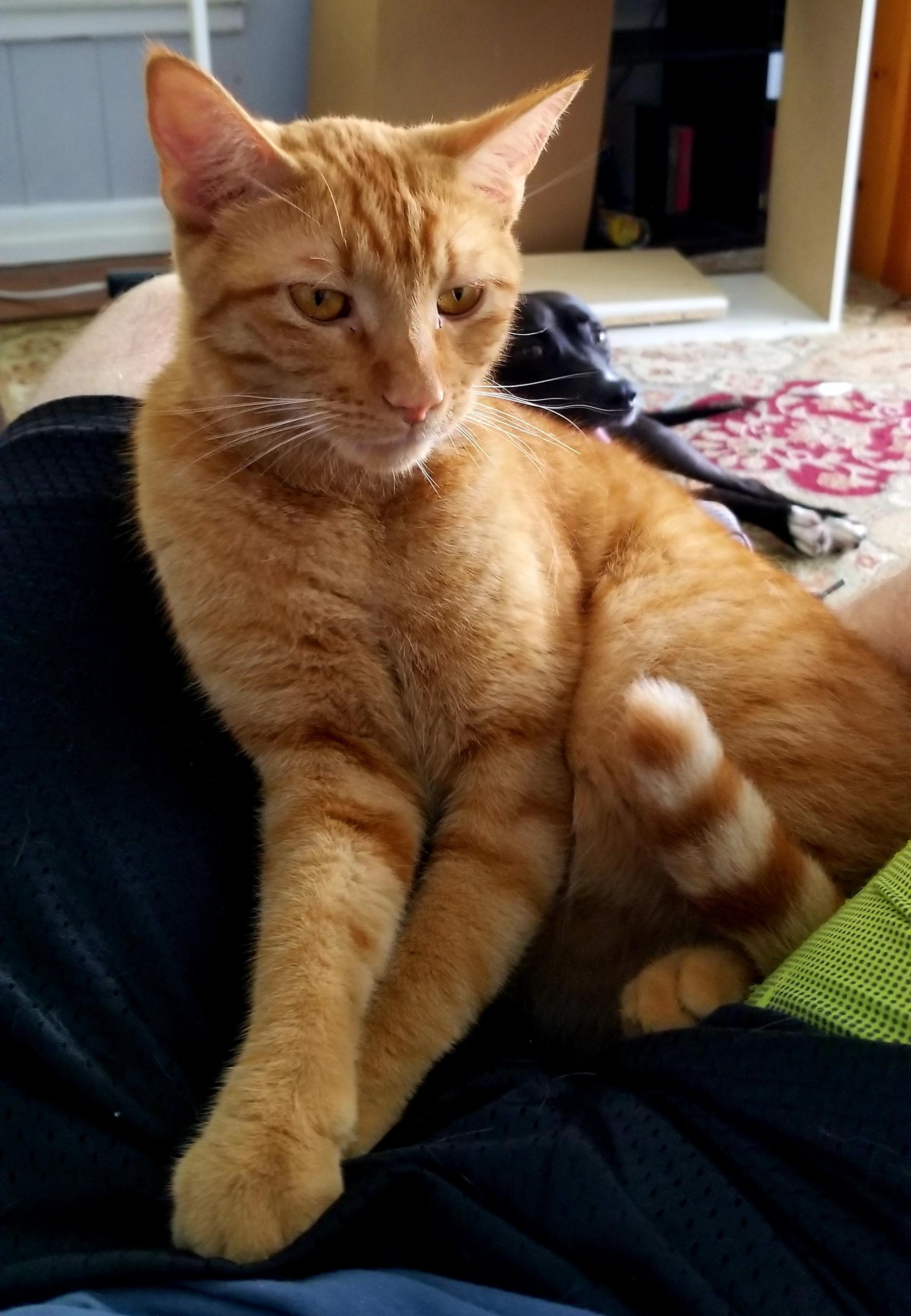 Mr. Handsome. Creeper's in the back. | Scrolller