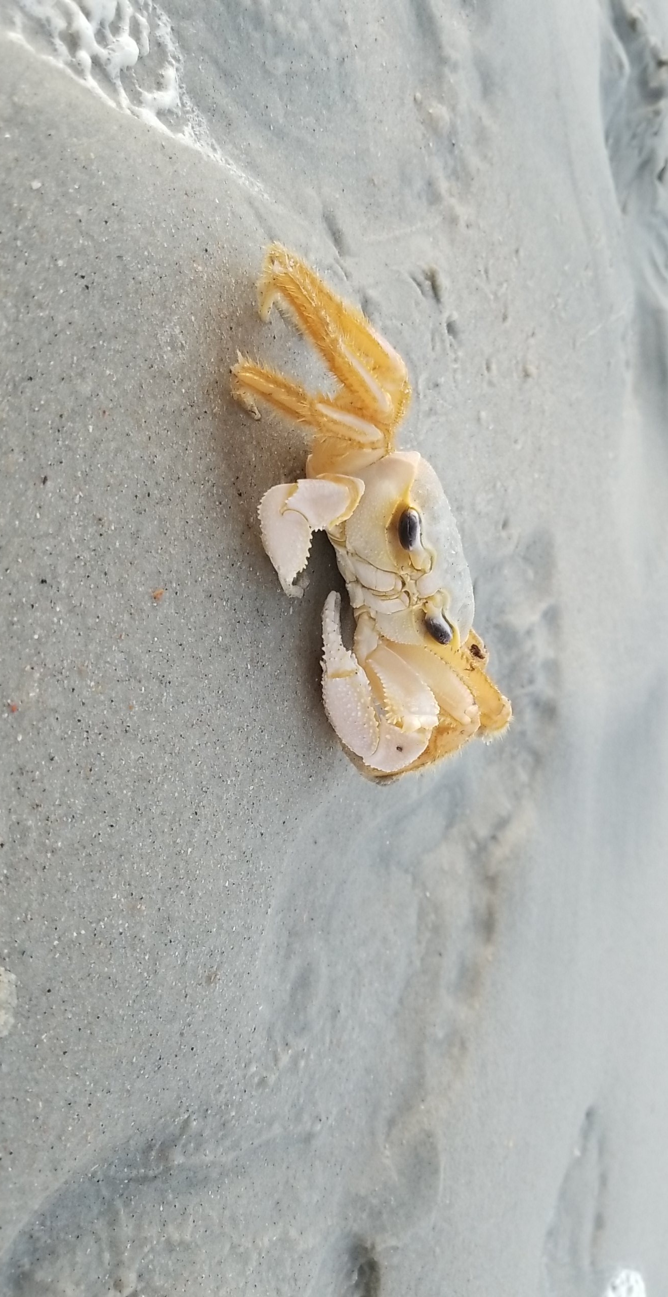 Mr Krabs Scrolller