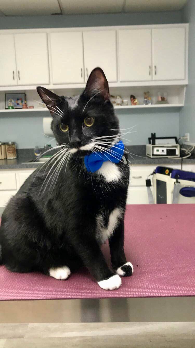 Mr. Nugget being a good boy at the Vet | Scrolller