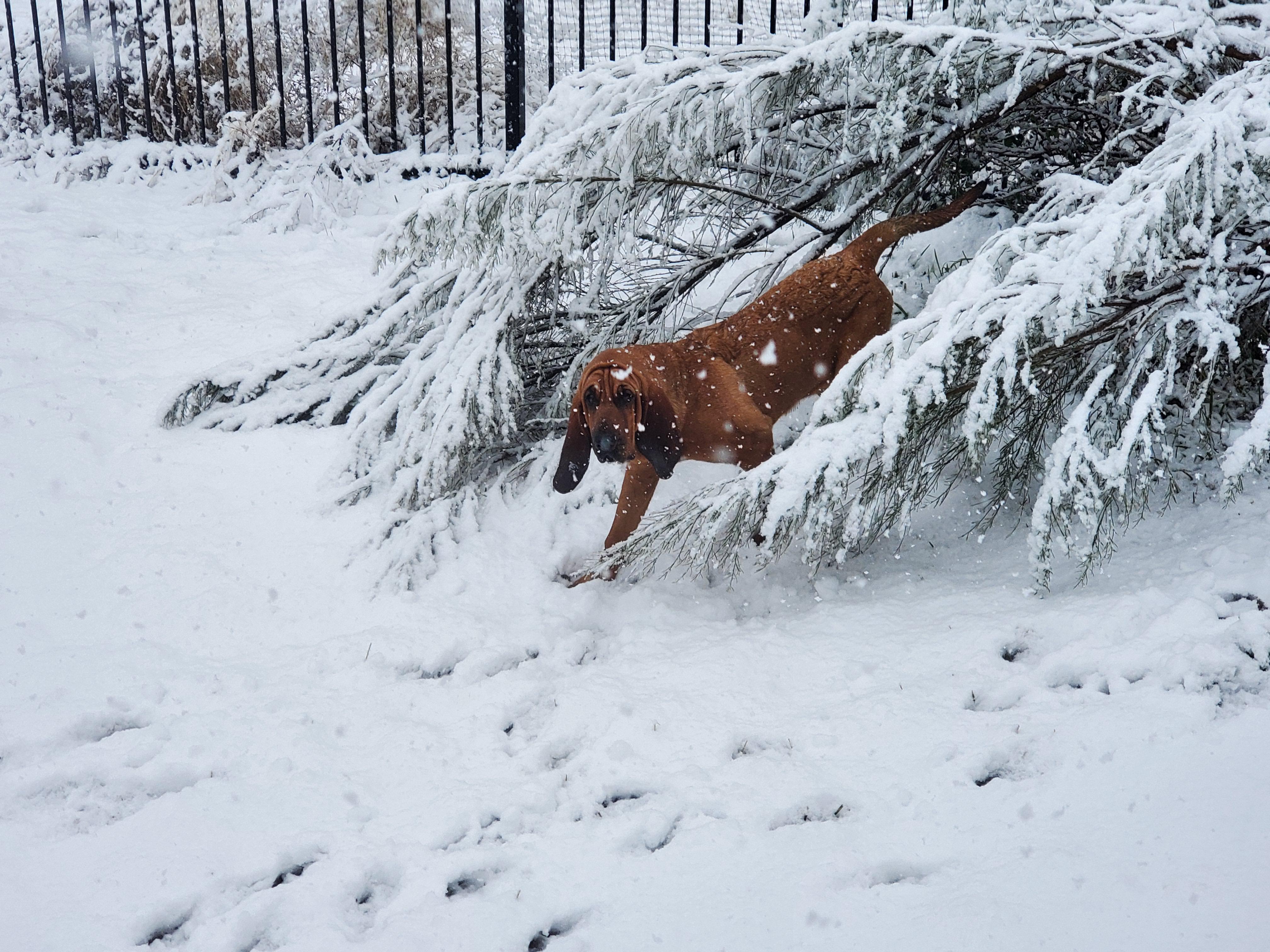 Mr Wiggles is loving his first snow experience in Central Texas | Scrolller