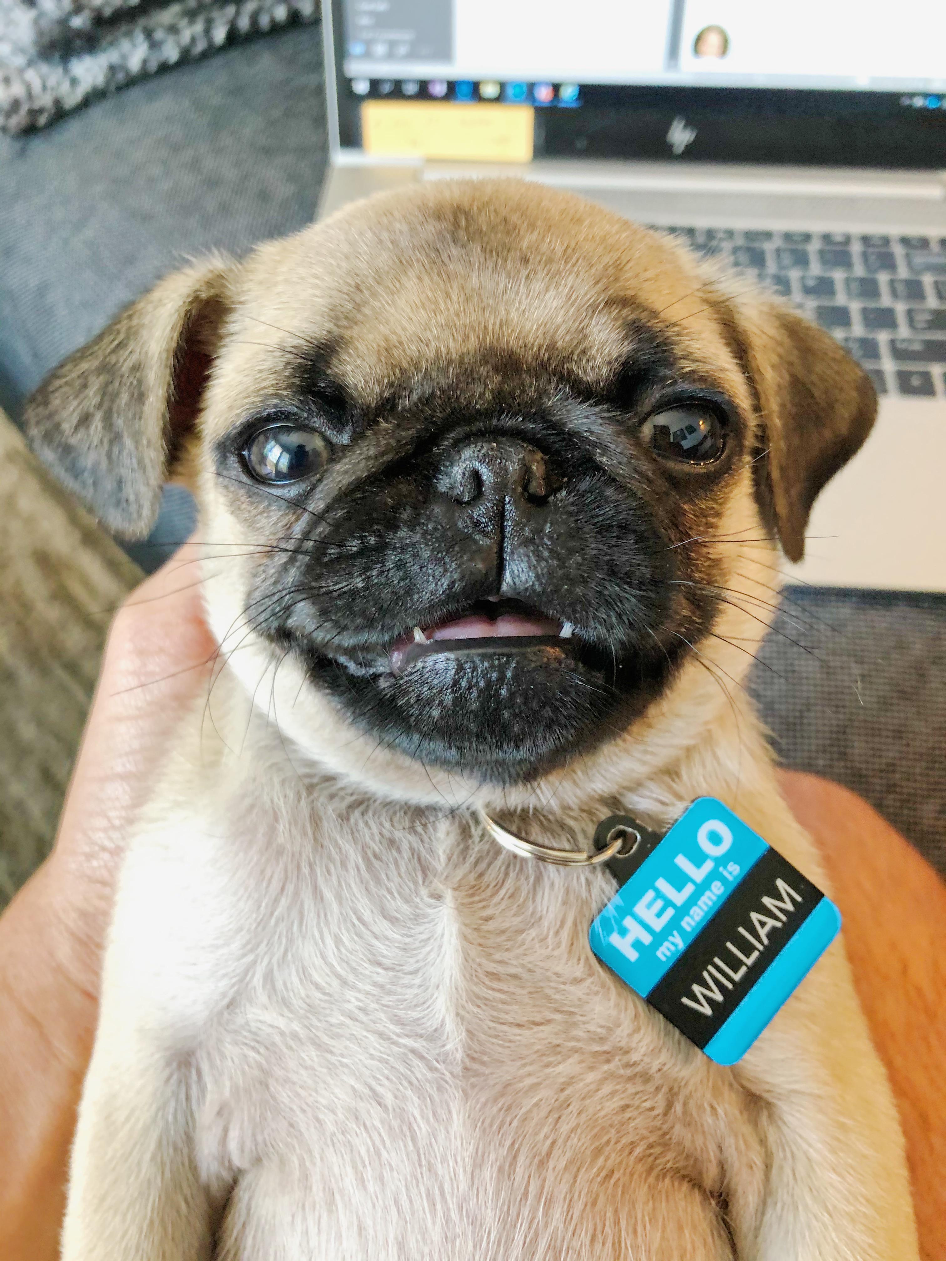 Mr William the pug - @thepugwilliam | Scrolller