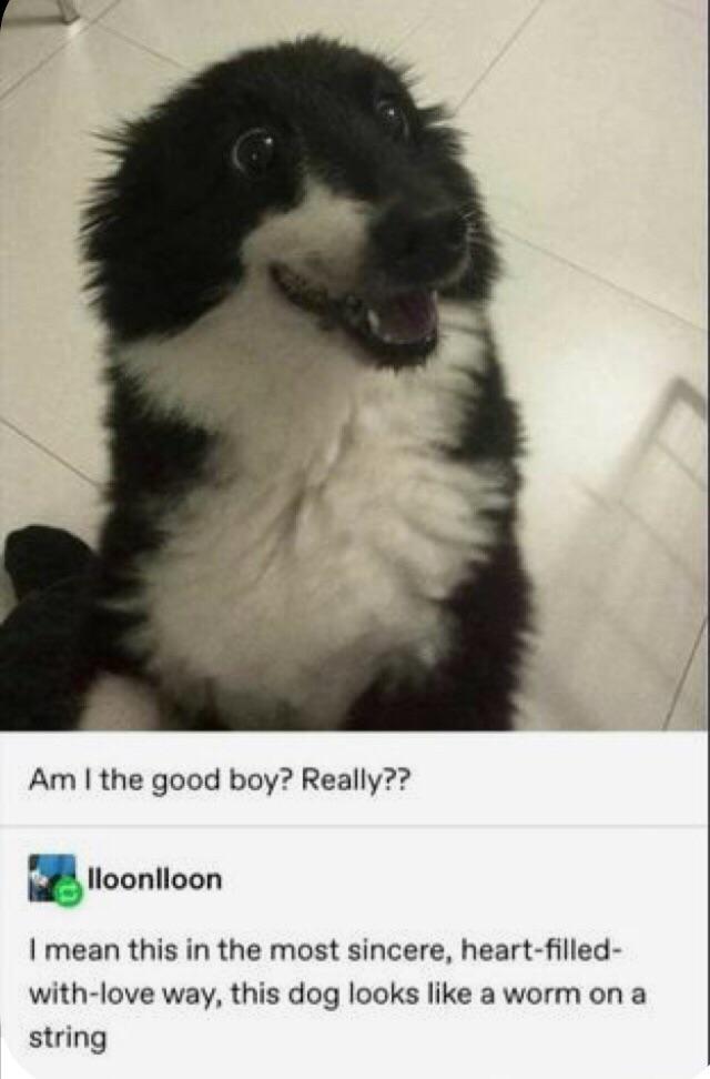 Mr Wormy is the goodest boy | Scrolller