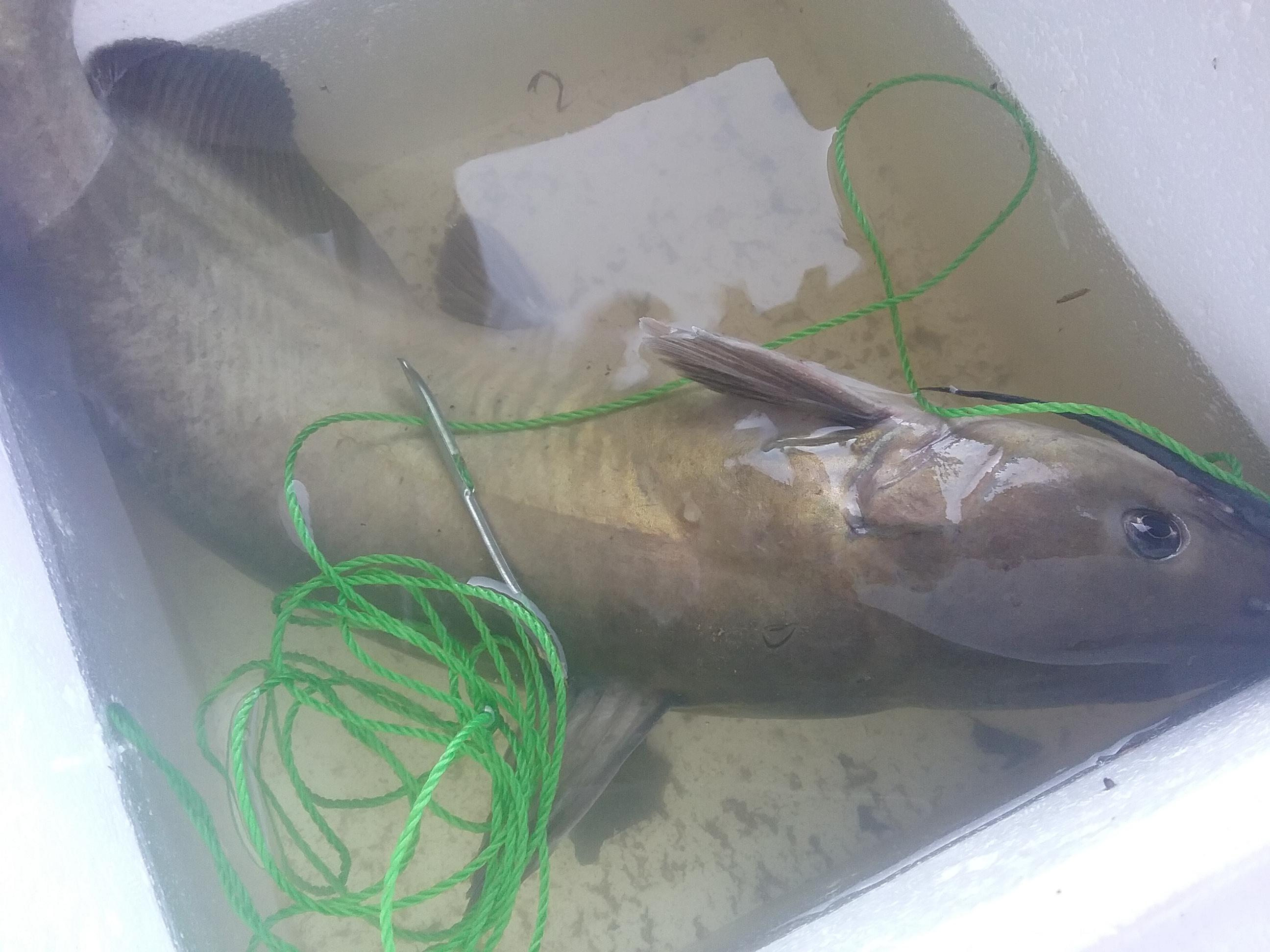 Mud Catfish I caught. | Scrolller