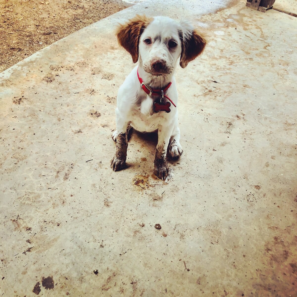 Muddy pup | Scrolller