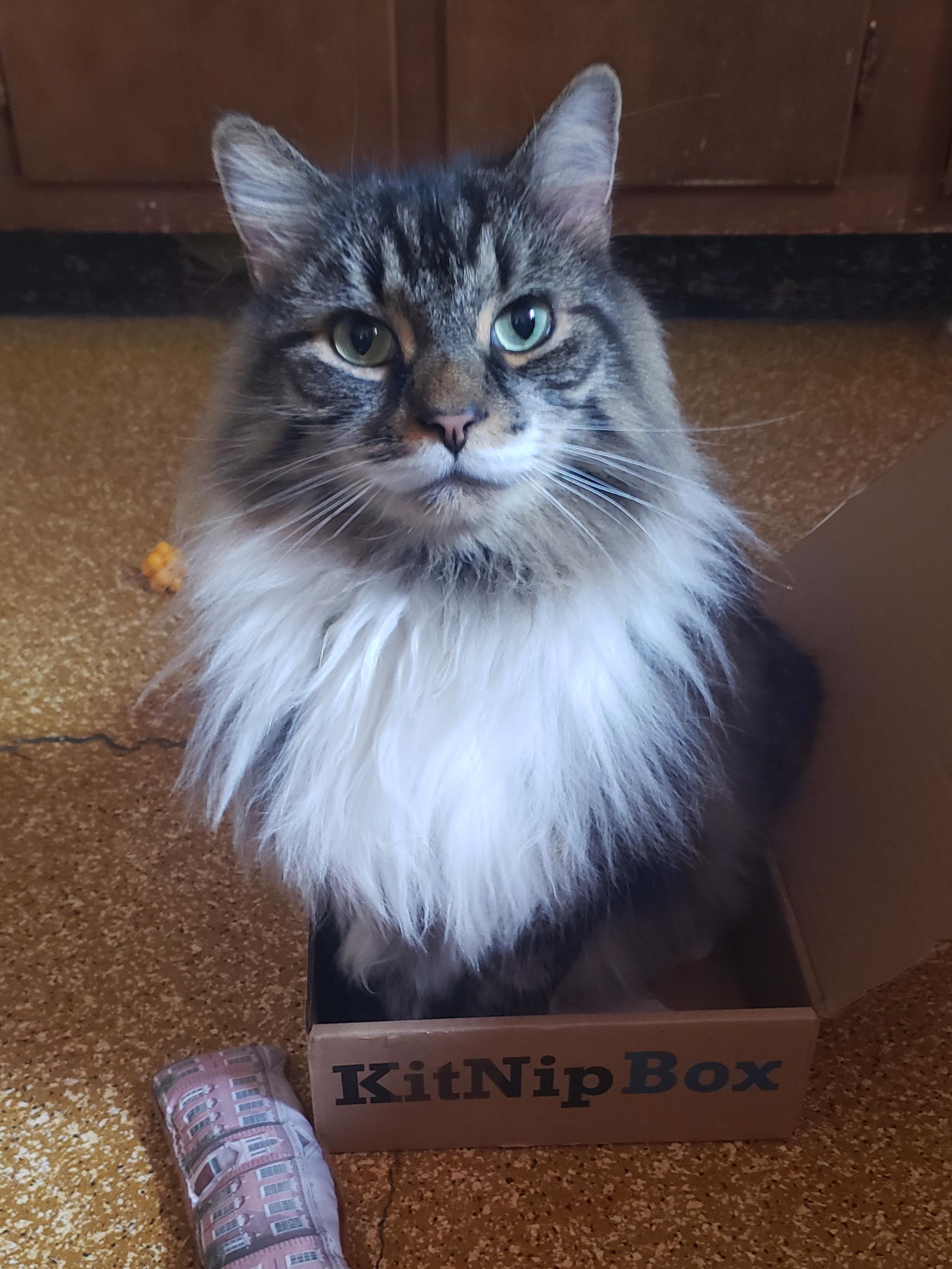 Mufasa got his first Kit Nip Box, he loves it. | Scrolller