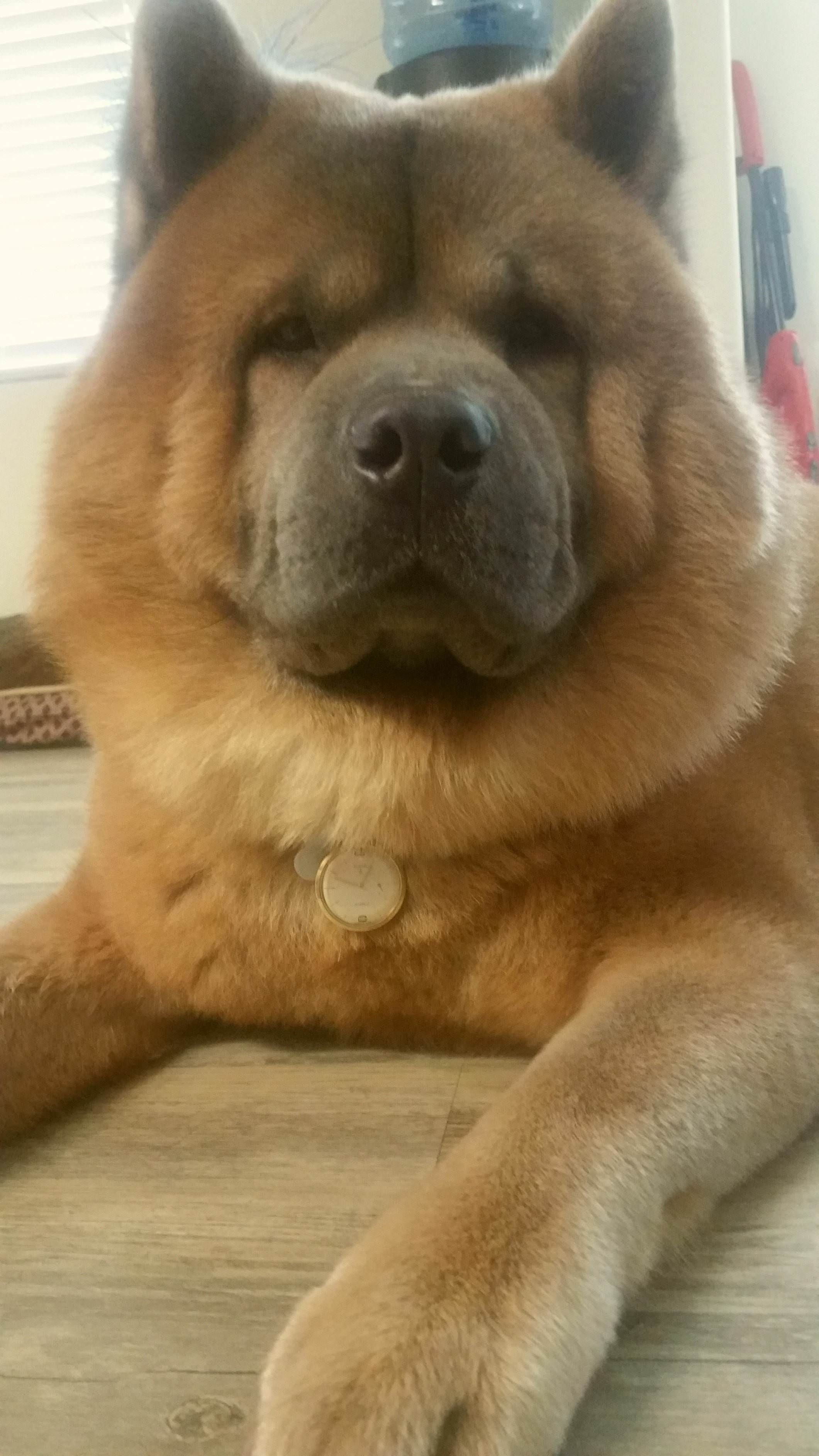 Mufasa looking majestic | Scrolller