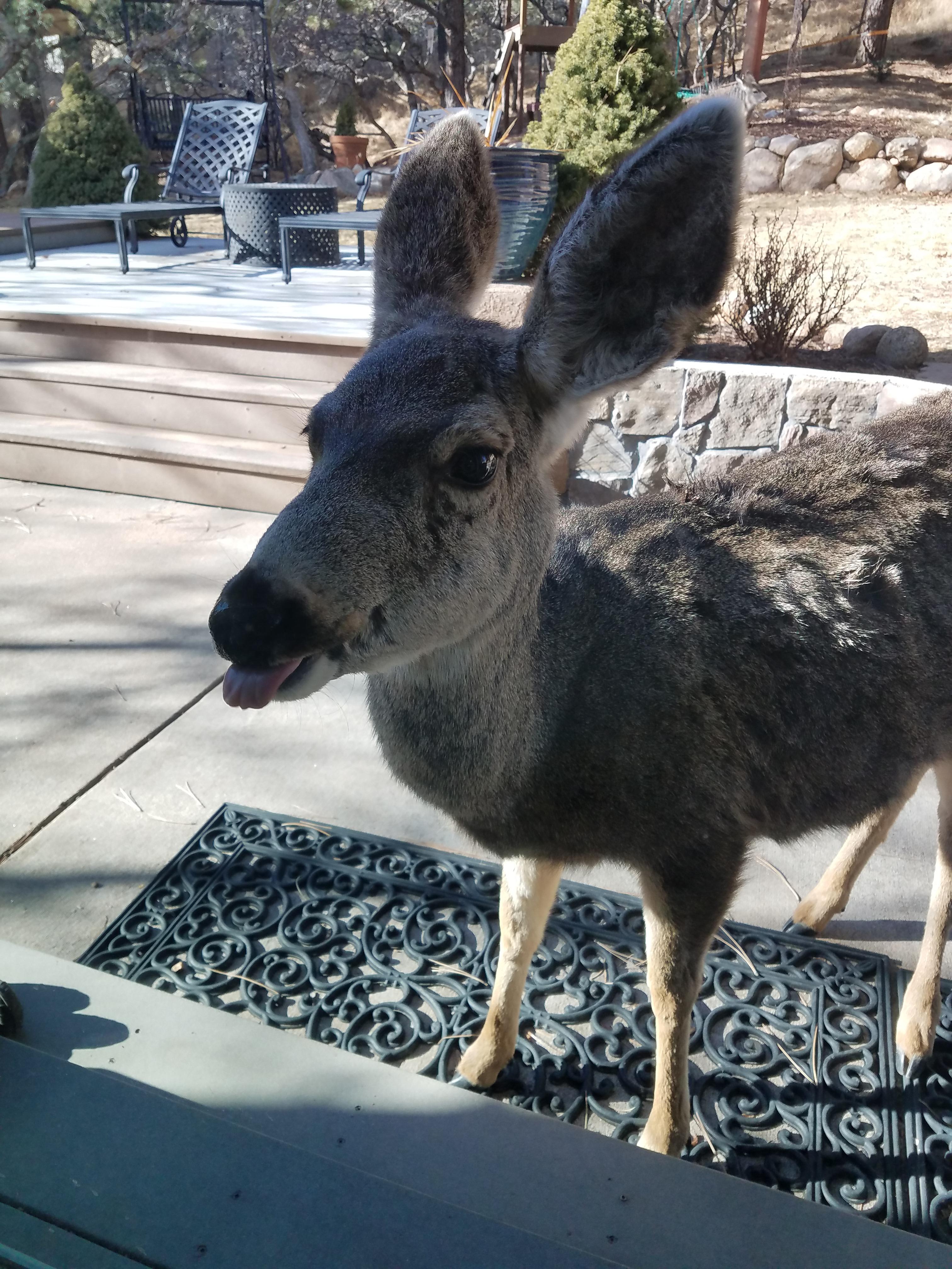 Mule Deer Blup | Scrolller