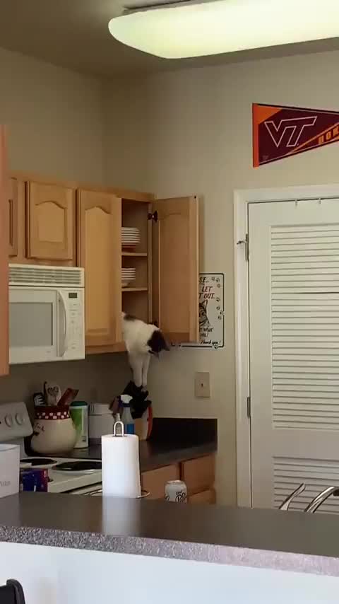 Murder us afoot | Scrolller