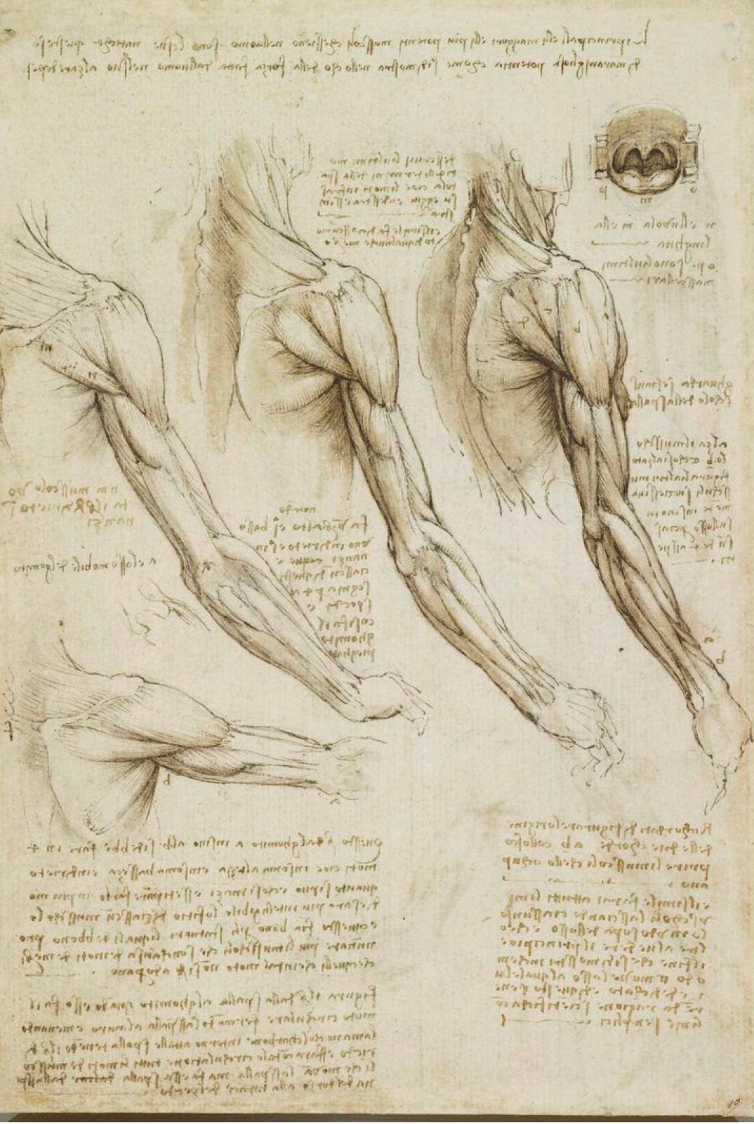 “Muscles of the arm” by Leonardo da Vinci (1510) | Scrolller