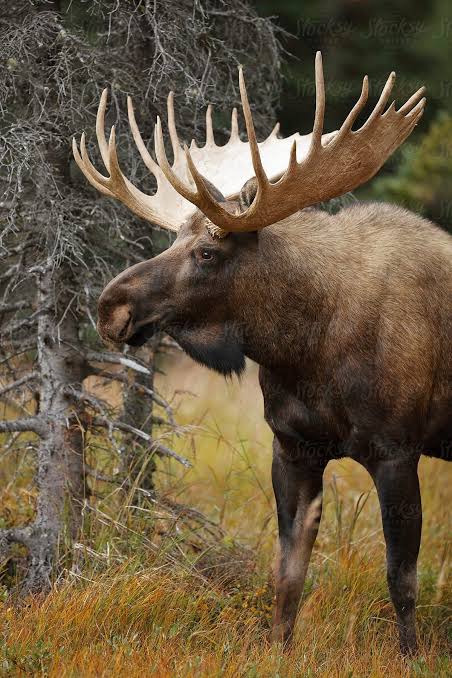 🔥 muscular male bull Moose | Scrolller
