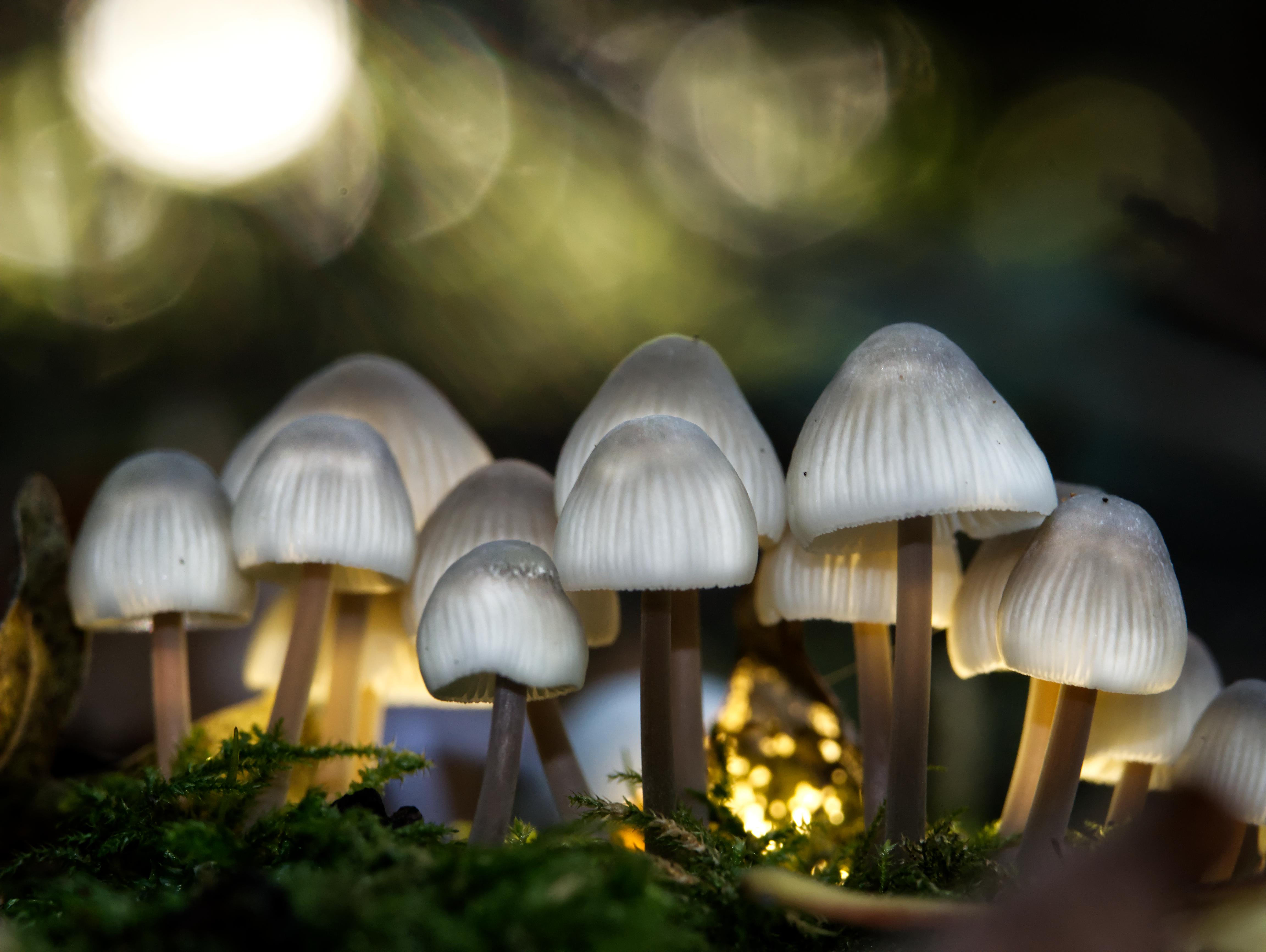 Mushrooms | Scrolller