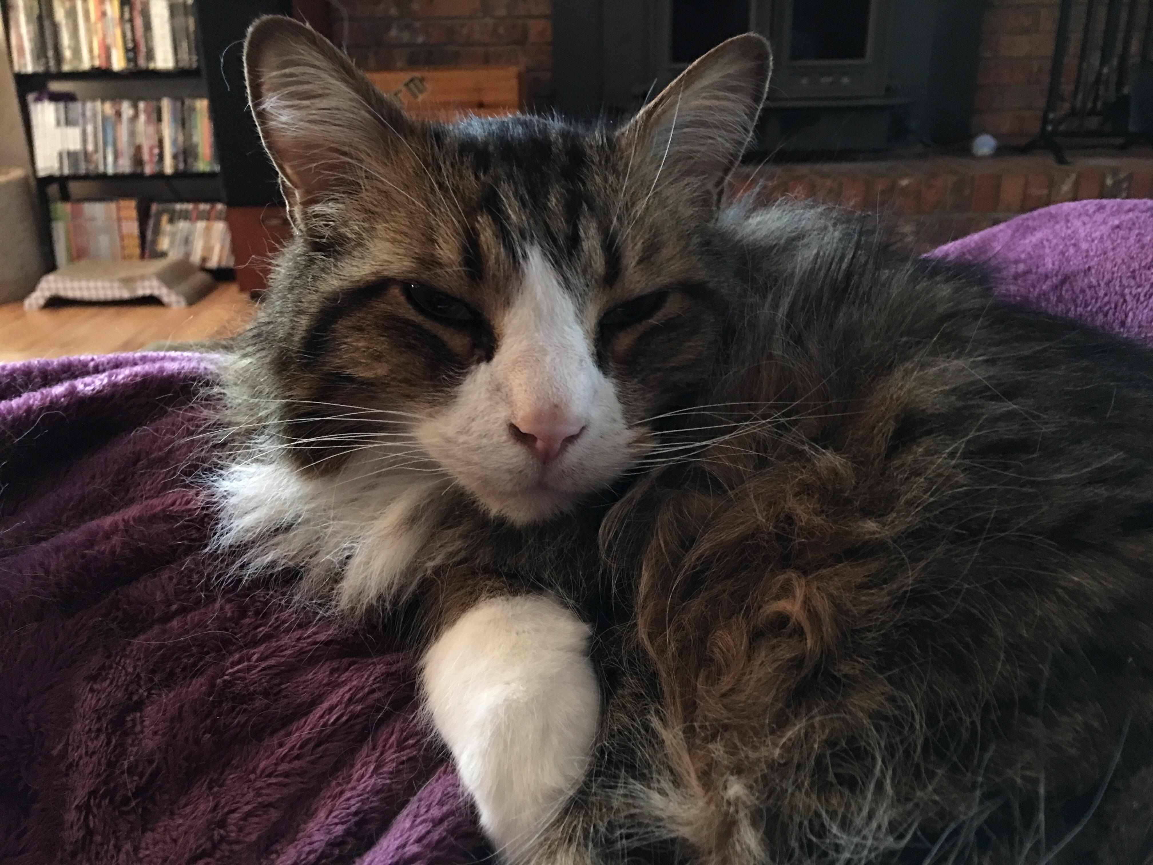 My 13 year old Cat Yoda. Such a cuddle bug. | Scrolller