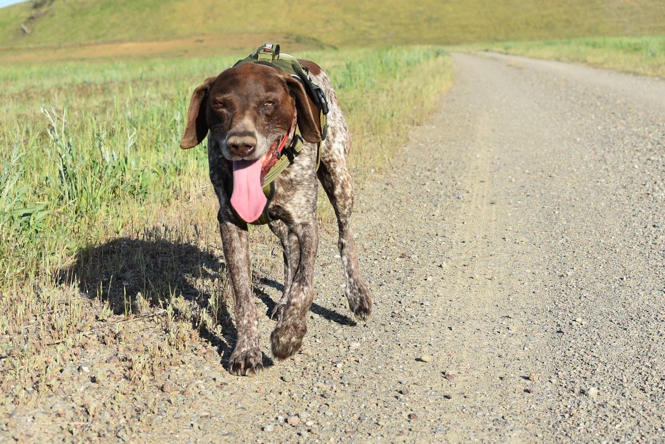 My 15 year old GSP ! | Scrolller