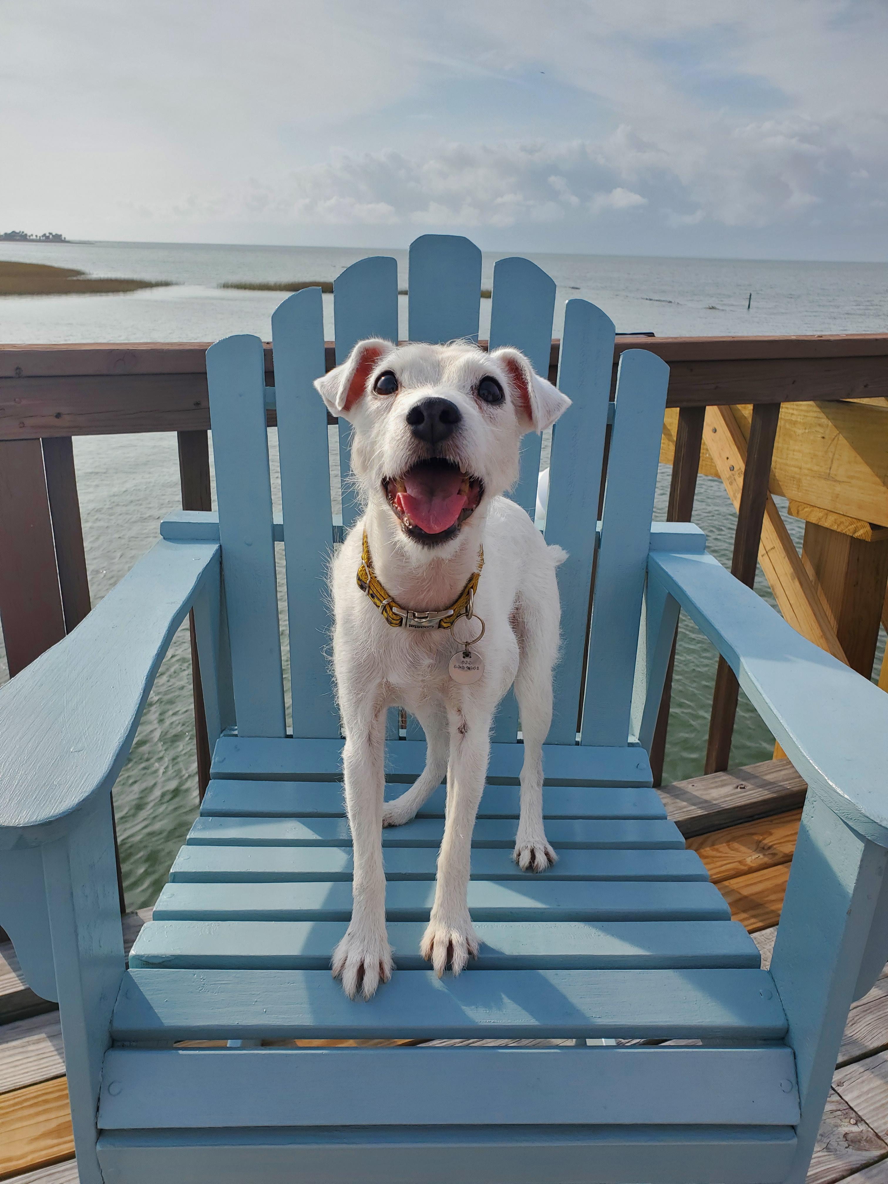 My 15 year old Sasha at the beach! She can't hear anymore but they ...