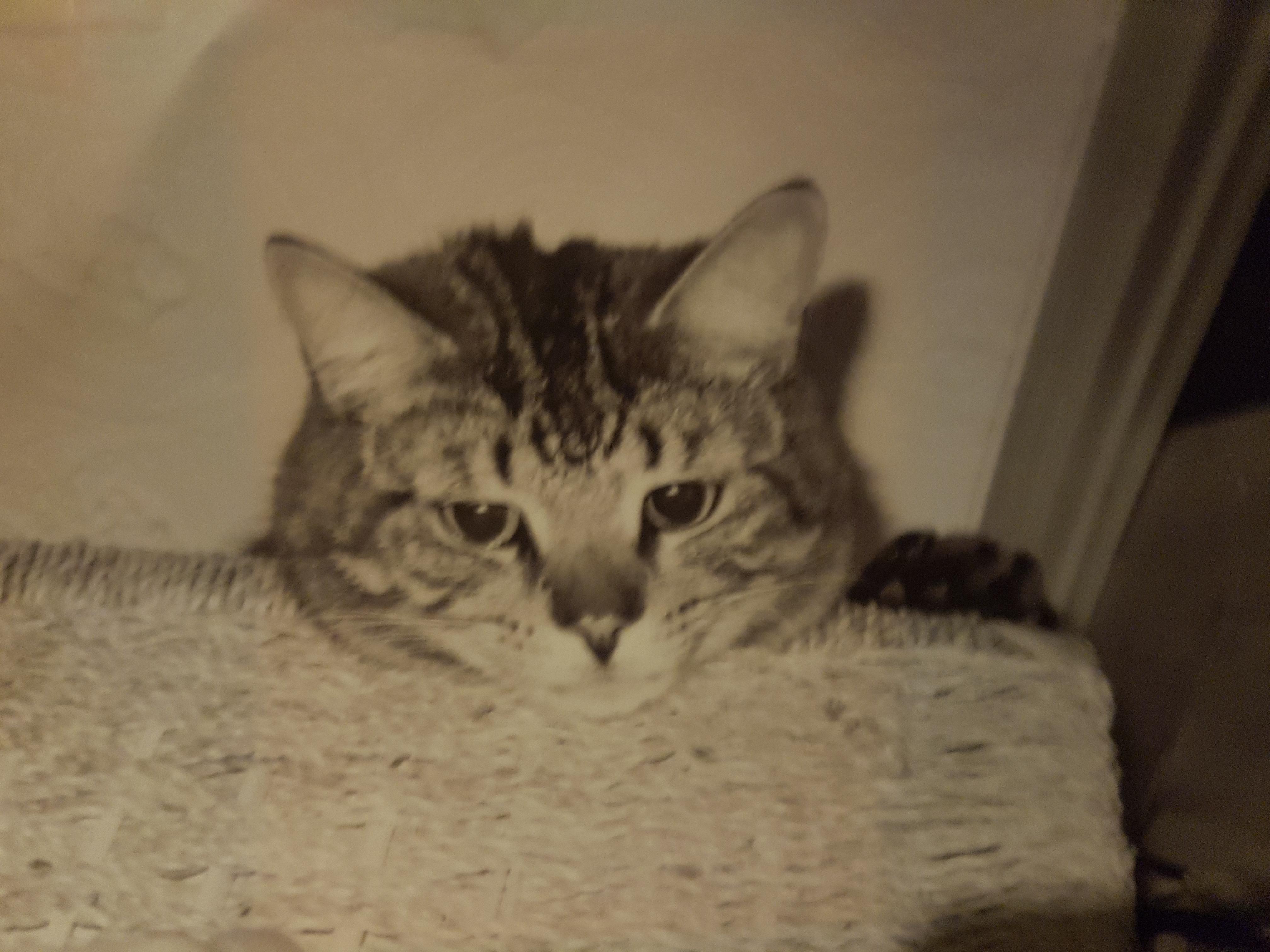 My 17 year old, blind,diabetic cat who also has dementia | Scrolller